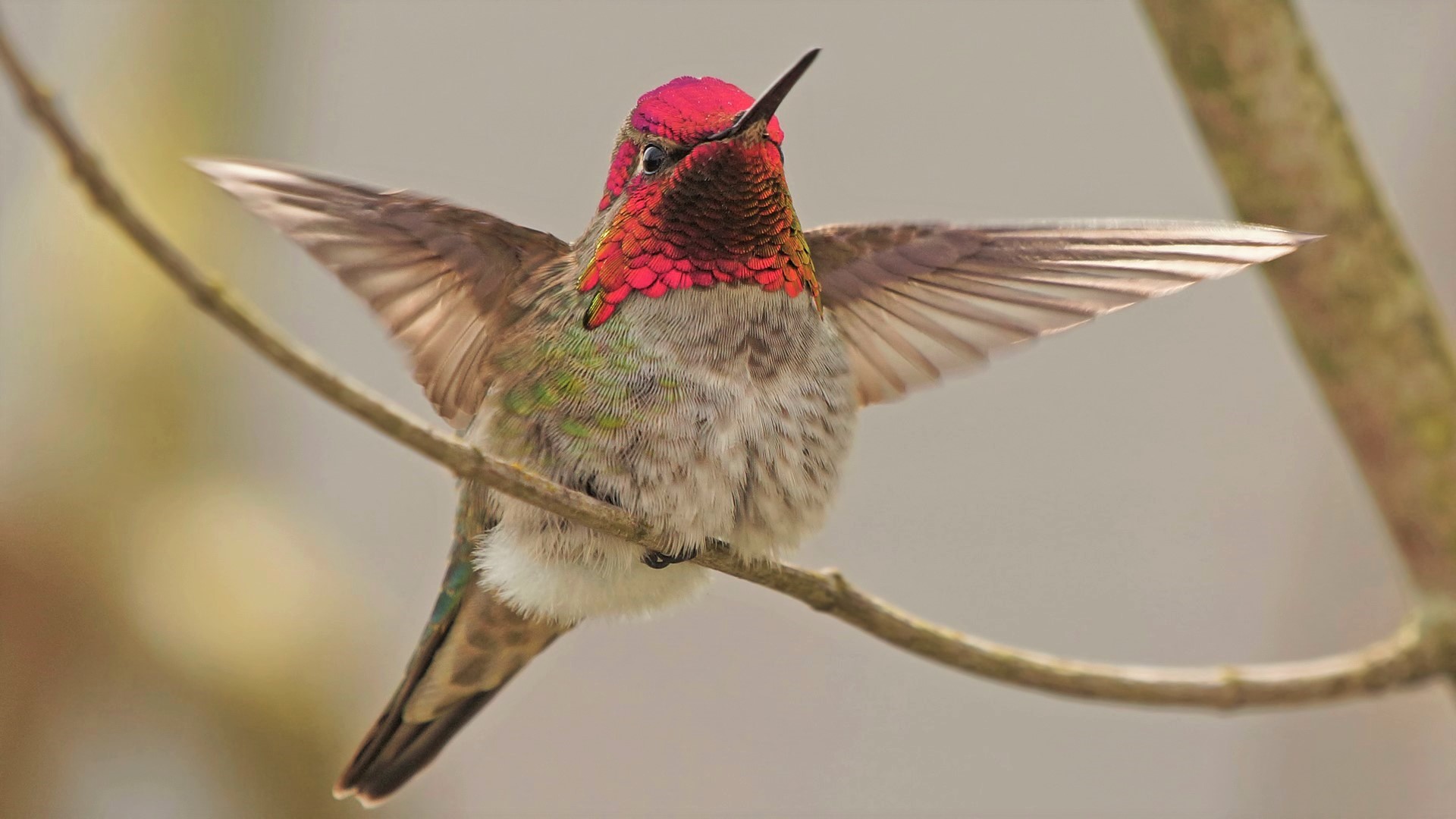 Hummingbird Hd Images