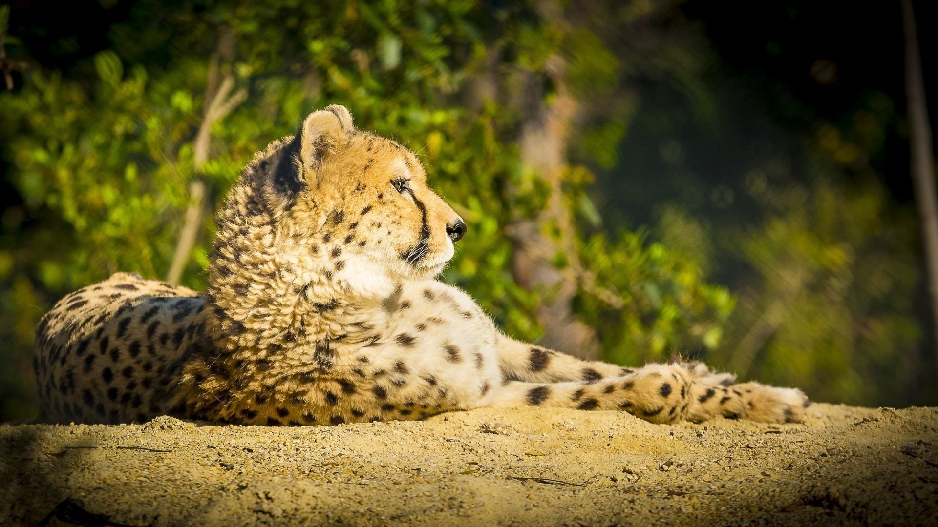 Download Animal Cheetah HD Wallpaper