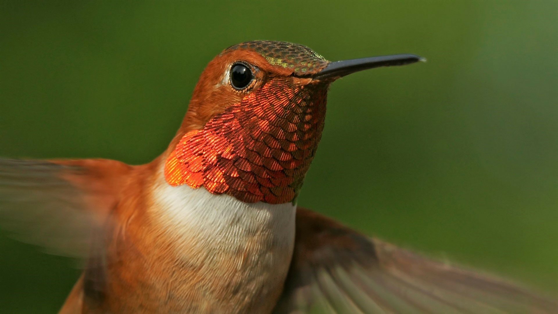 Download Close-up Bird Animal Hummingbird HD Wallpaper