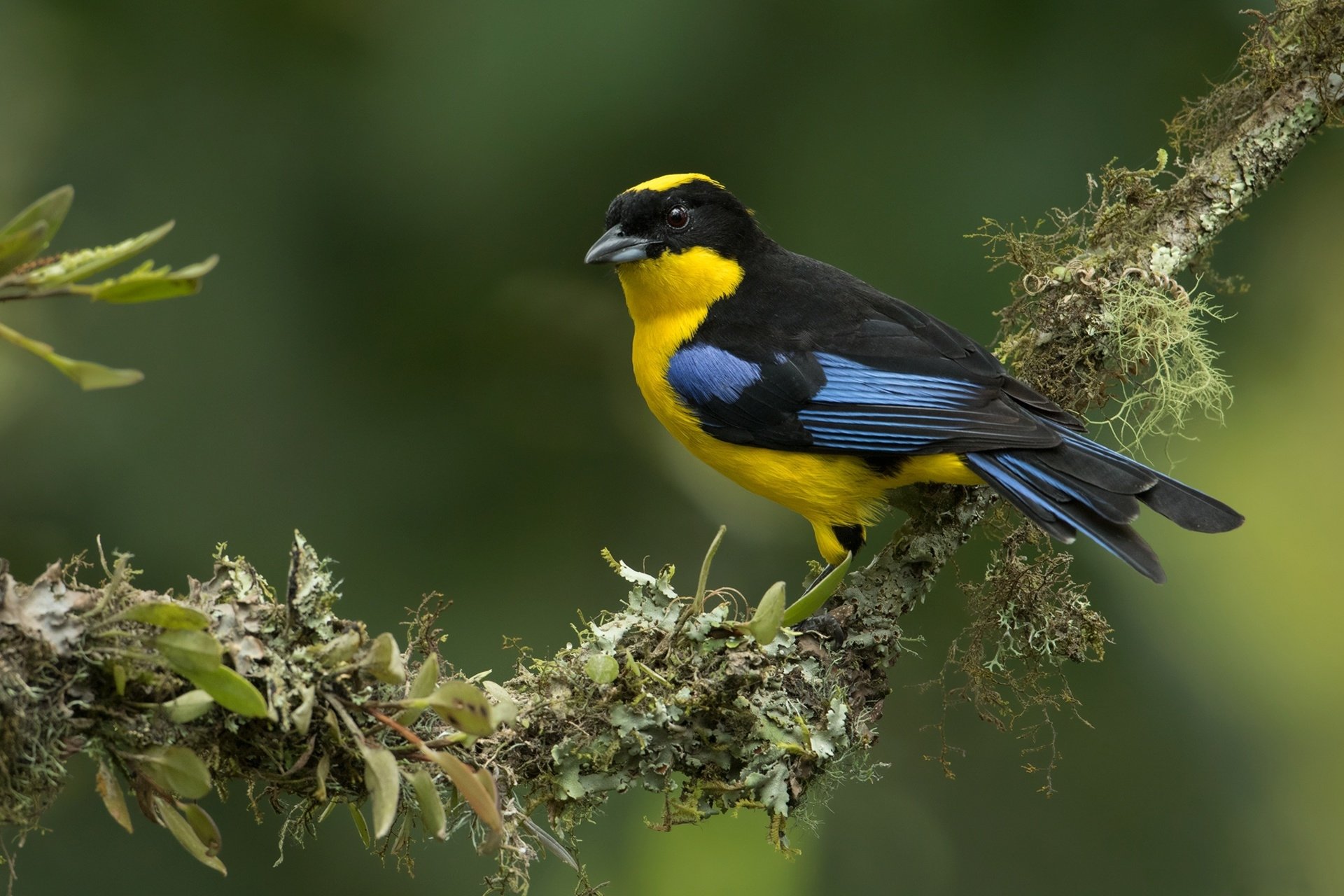 Download Bird Animal Tanager HD Wallpaper