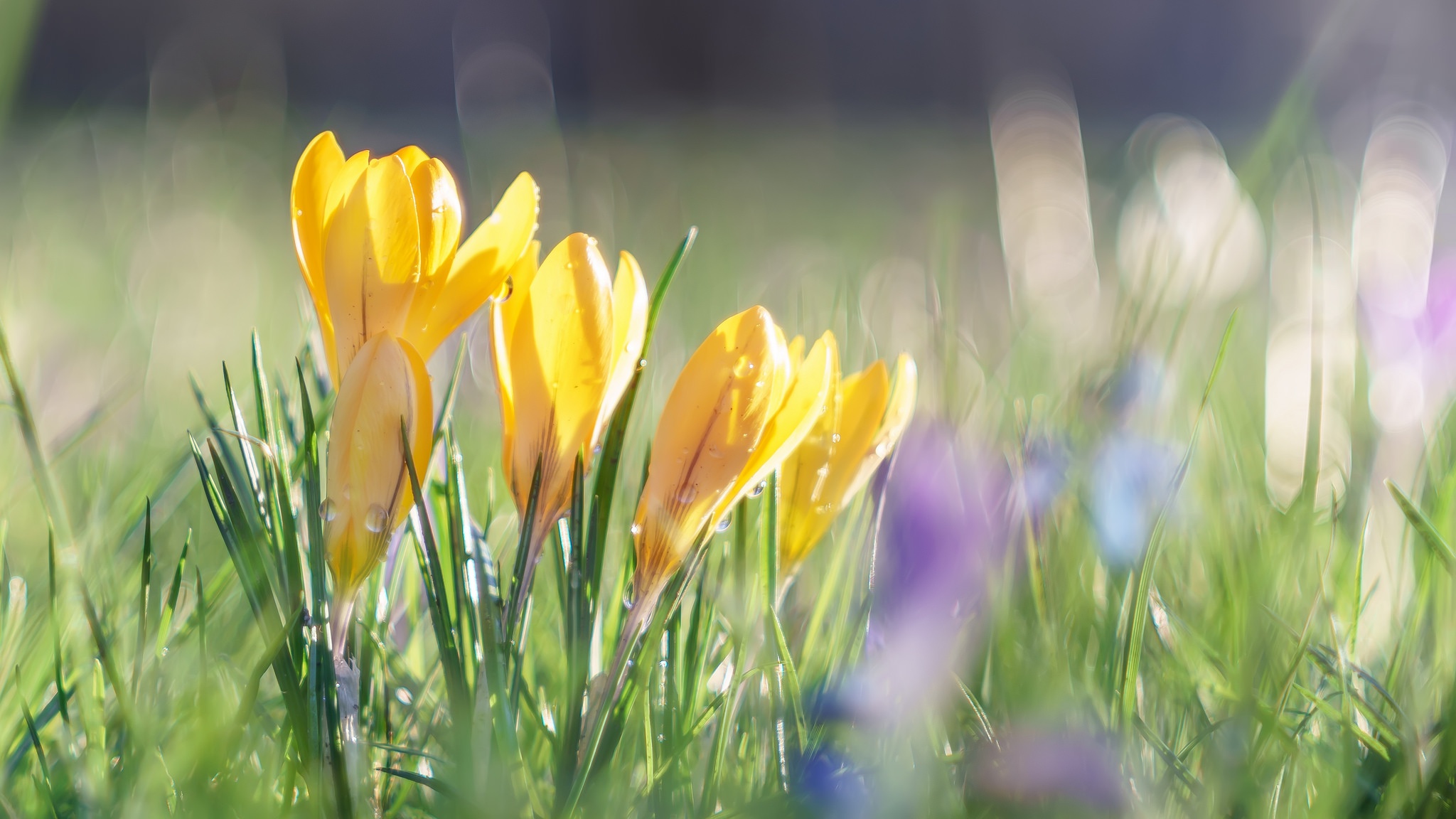 Radiant Yellow Crocus: HD Macro Bloom in Natural Light
