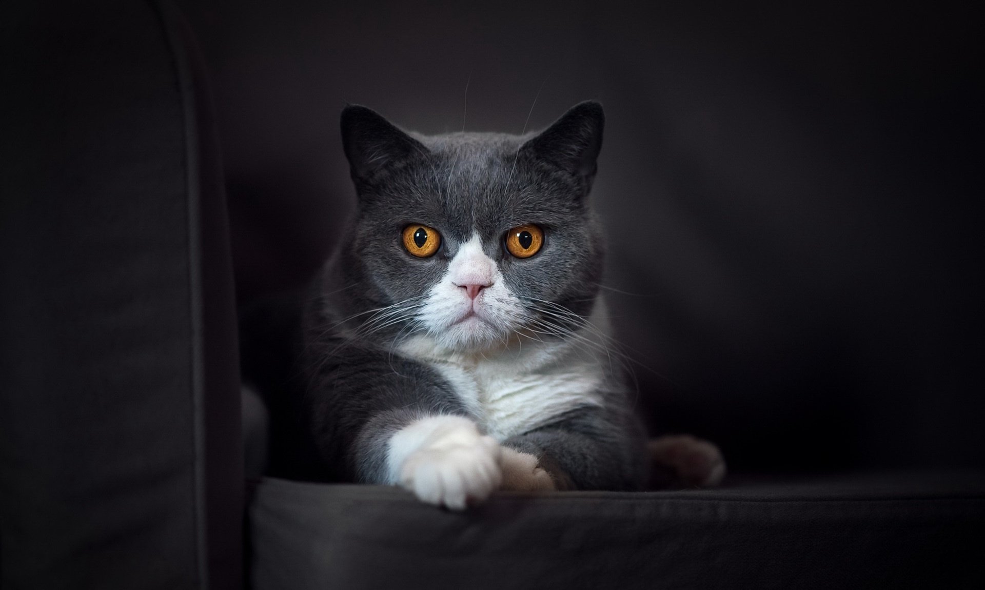 Intense Gaze: HD Cat Stare Wallpaper