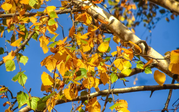 [700+] Leaf 4k Wallpapers