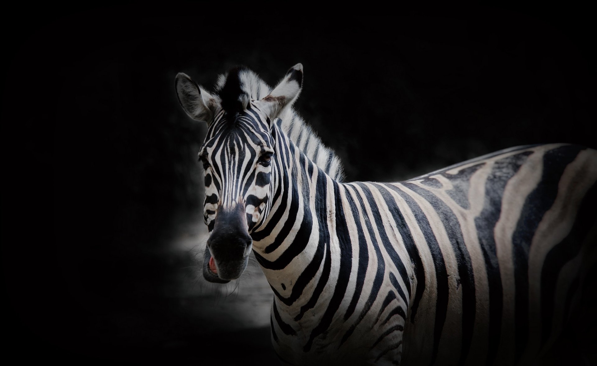 Download Animal Zebra HD Wallpaper