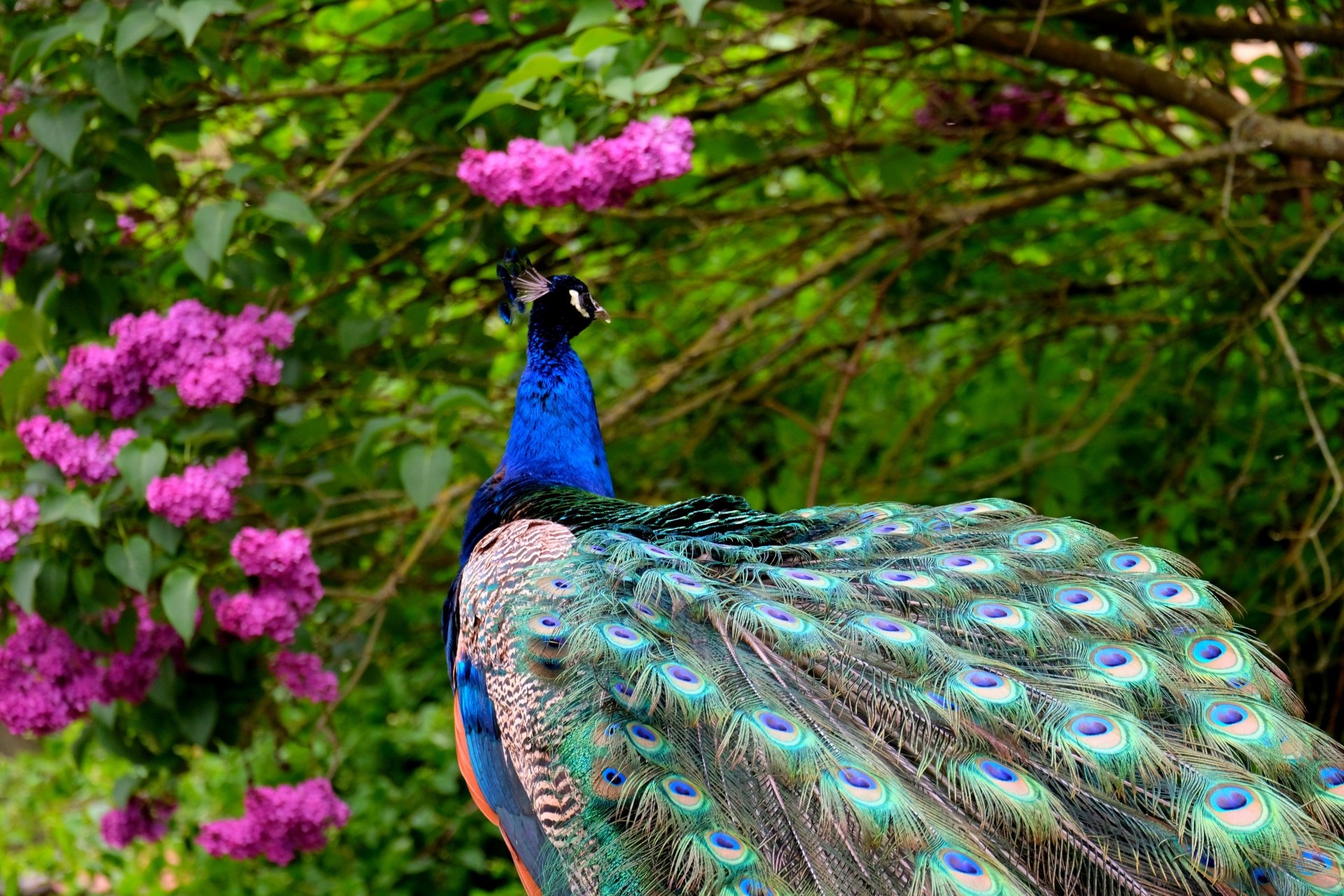 Majestic Peacock with Pink Blossoms - 4K Ultra HD Wallpaper by Holger Schué