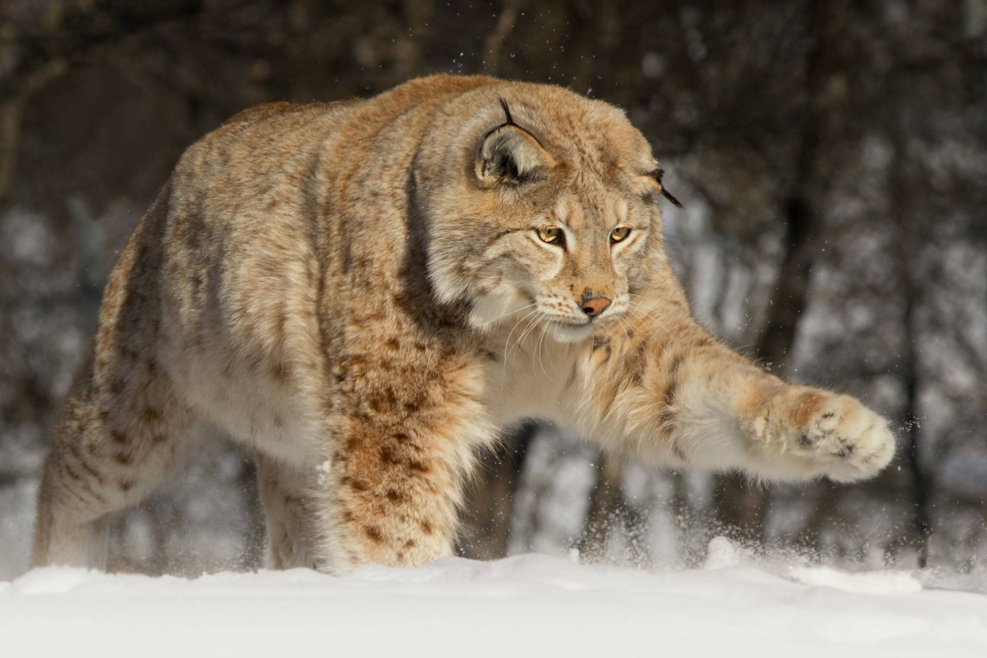 Winter Lynx HD: Majestic Snow Stalker in Action