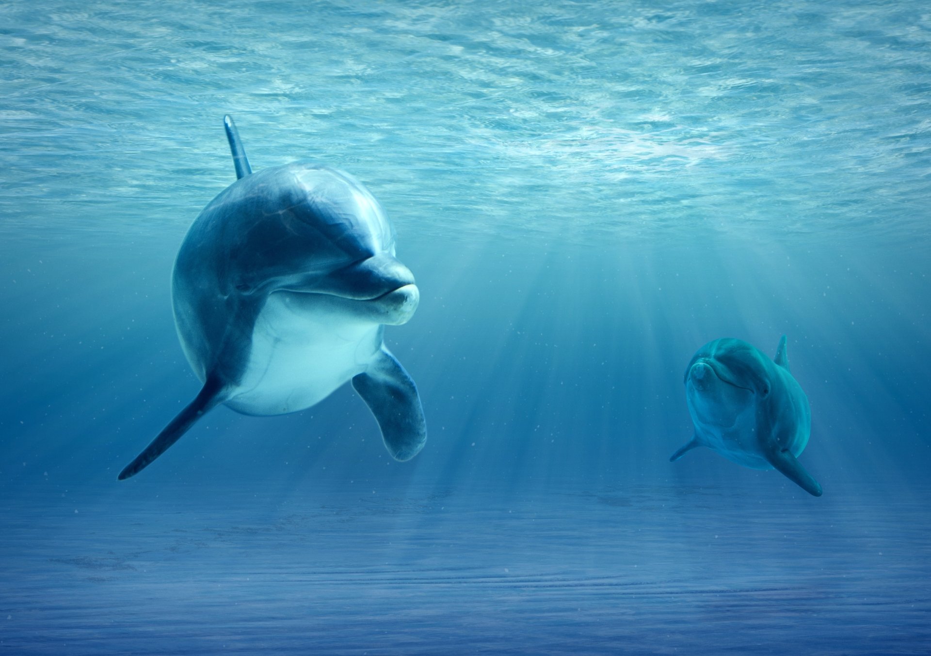 Download Sunbeam Baby Animal Sea Life Underwater Animal Dolphin 4k Ultra HD Wallpaper