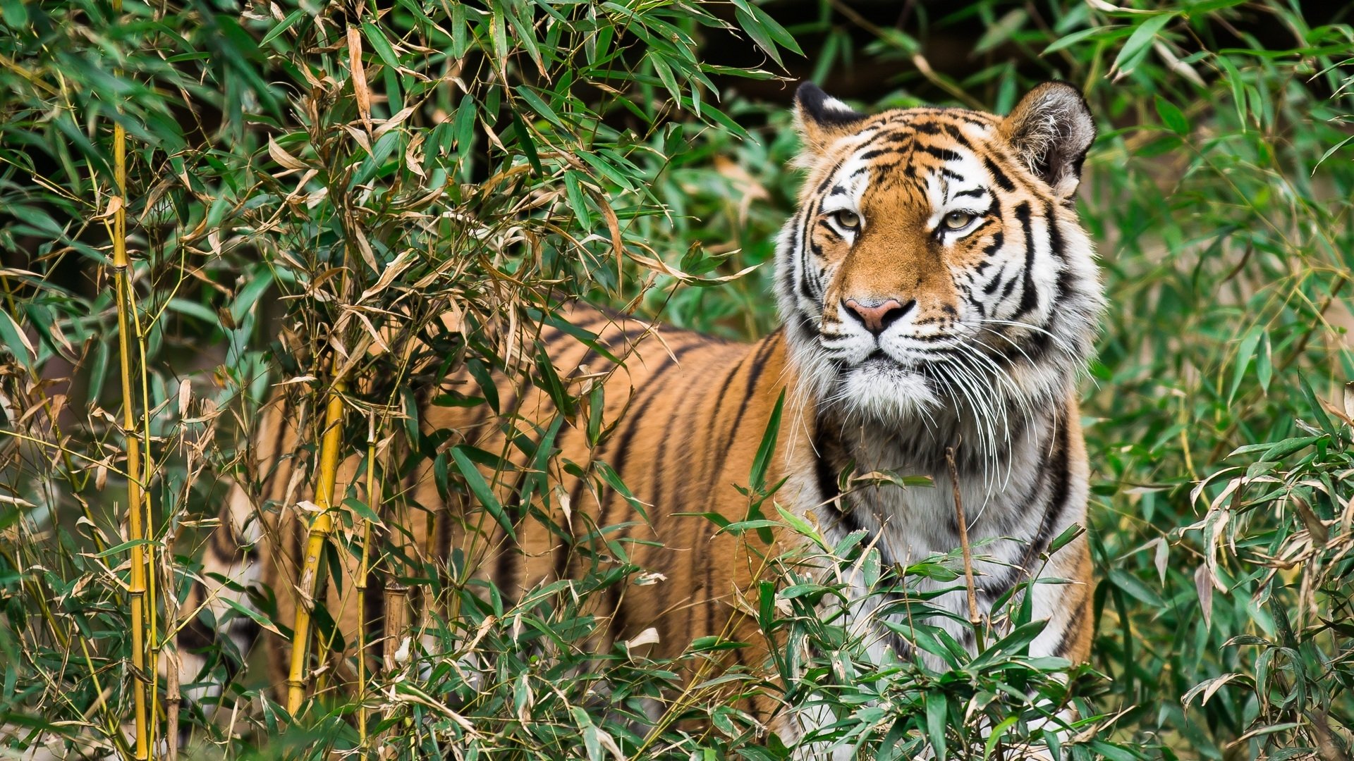Majestic Tiger's Stare Through Bamboo – HD Wildlife Wallpaper by Der ...