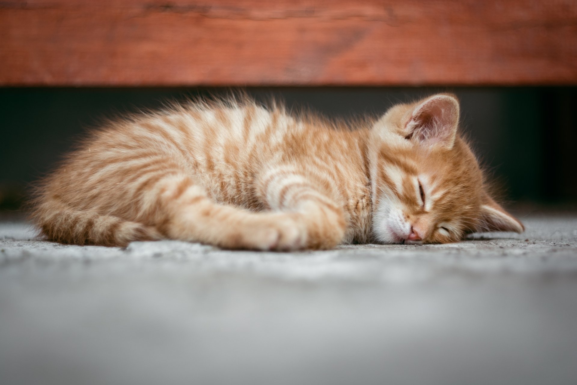 Ultra HD Sleeping Kitten: Adorable Baby Cat in Peaceful Slumber ...