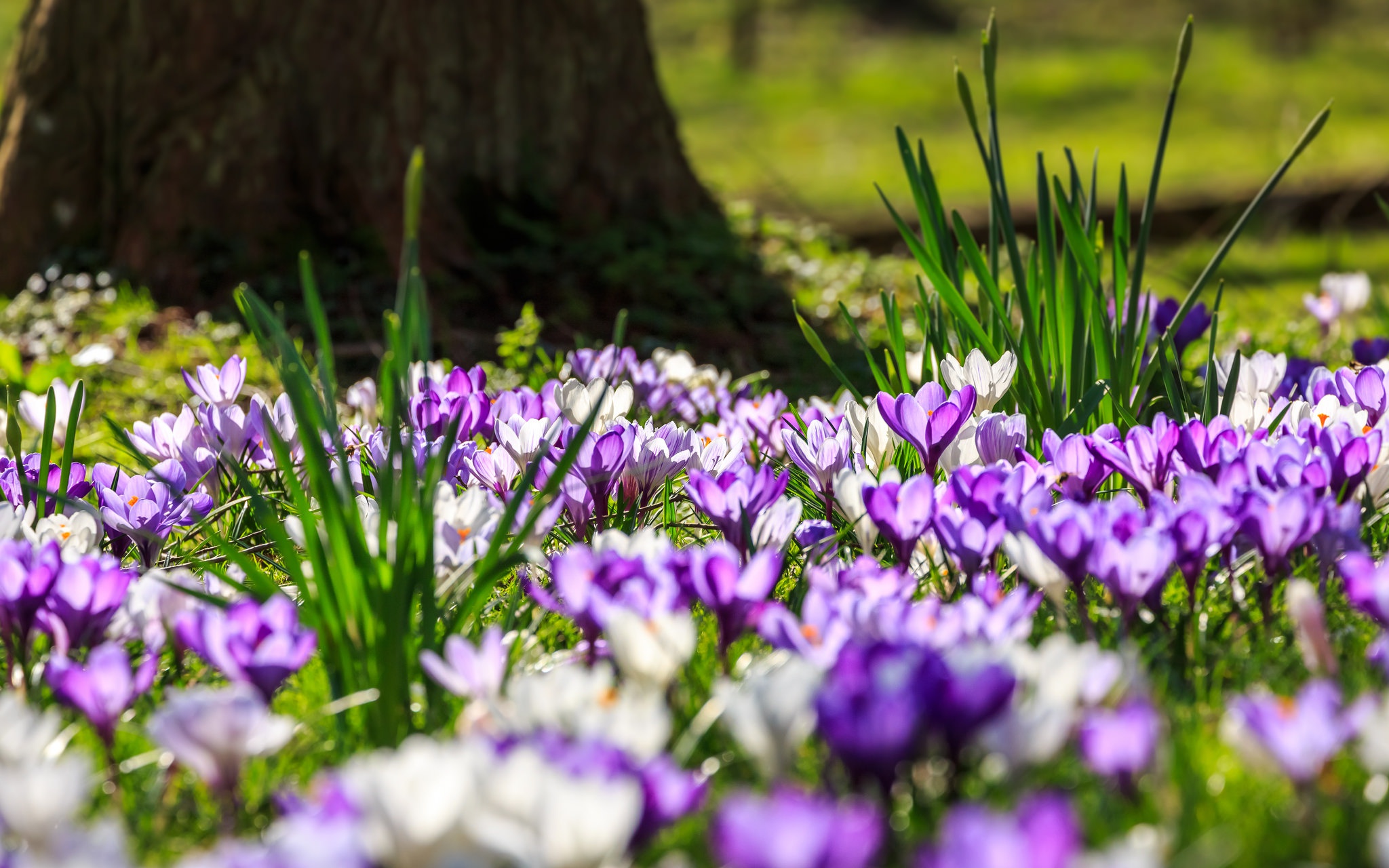 Download Spring White Flower Purple Flower Flower Nature Crocus HD ...