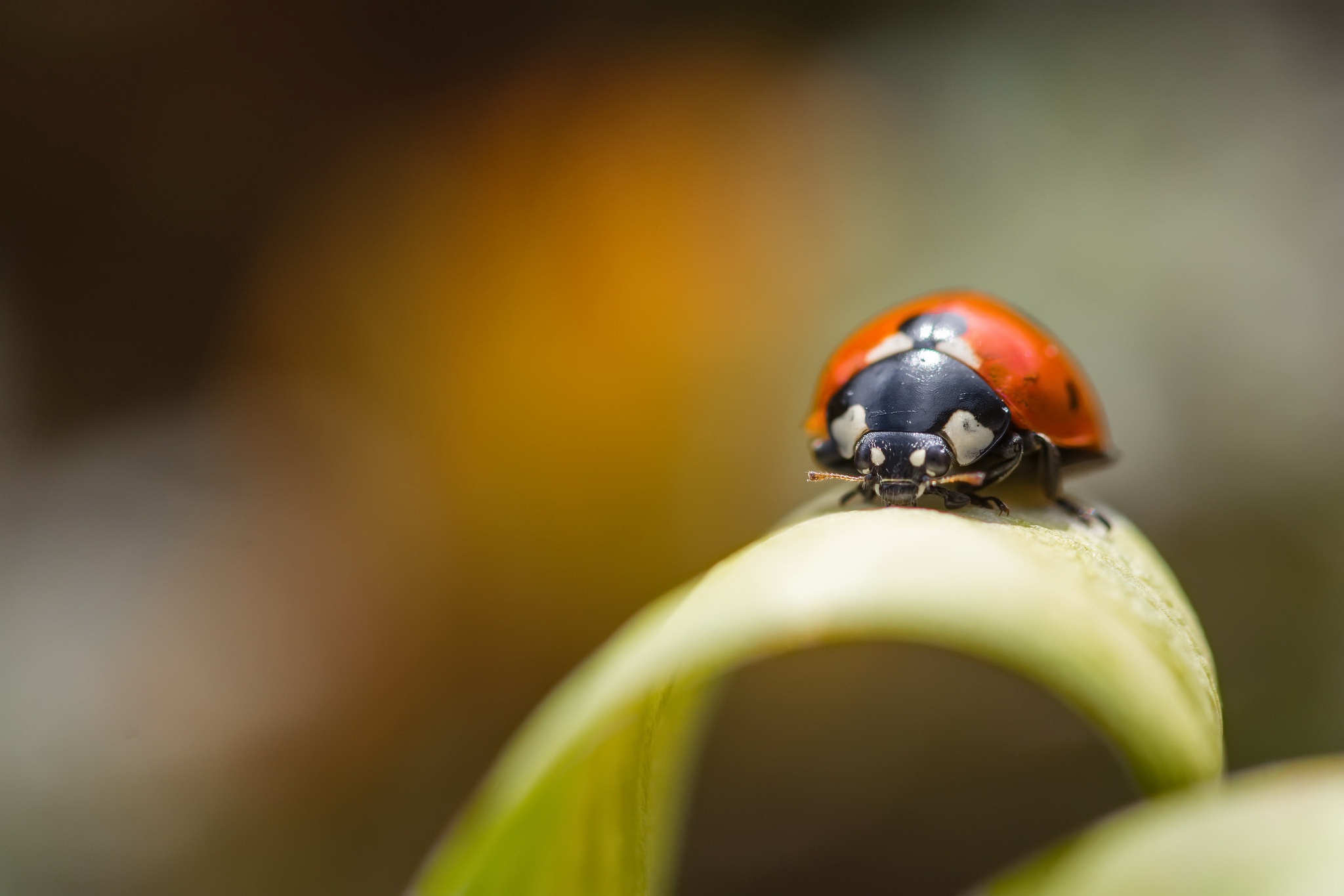 Download Macro Insect Animal Ladybug HD Wallpaper