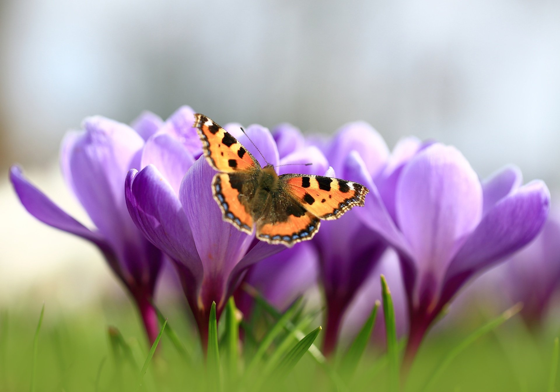 Download Purple Flower Macro Flower Crocus Animal Butterfly HD Wallpaper