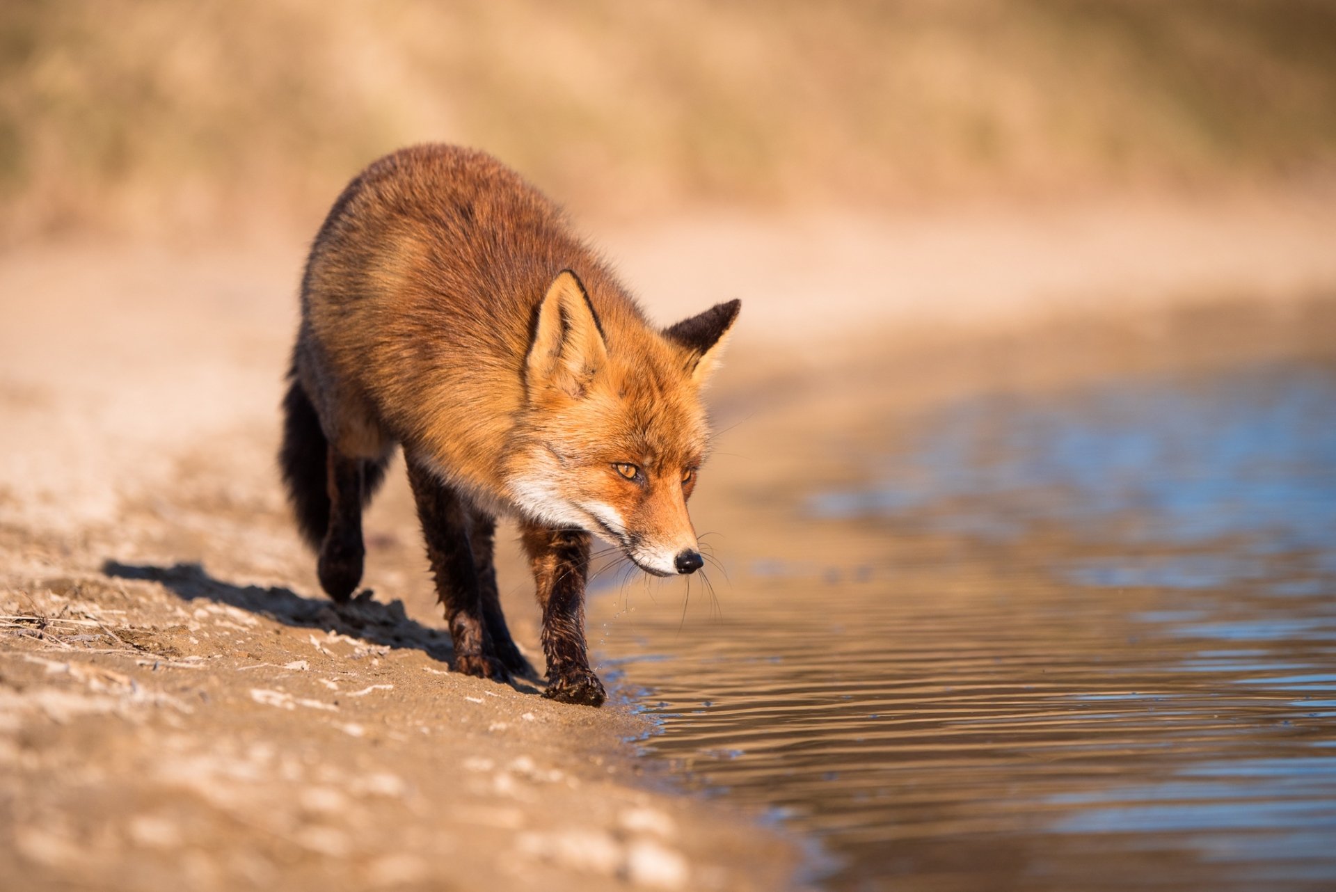 Download Animal Fox HD Wallpaper