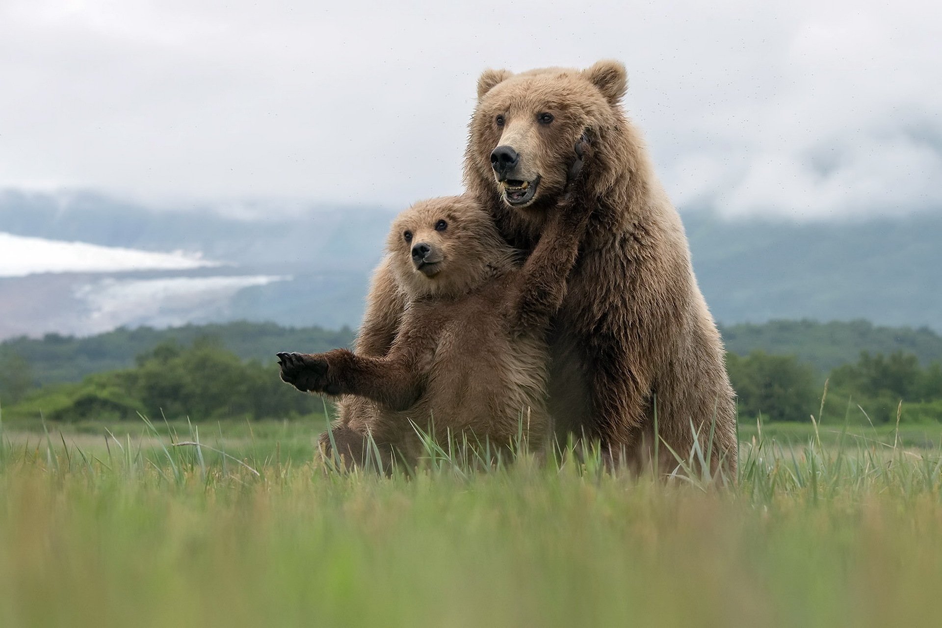 Download Baby Animal Cub Animal Bear HD Wallpaper