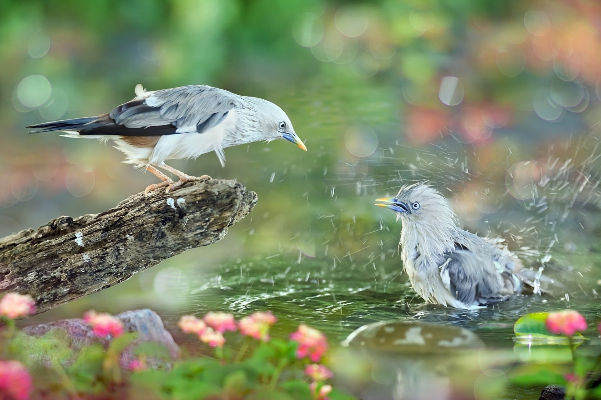 Download Chestnut-tailed Starling Water Bokeh Animal Starling HD Wallpaper