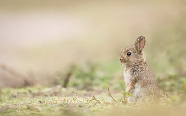 Rabbit HD Wallpaper | Background Image | 1920x1200
