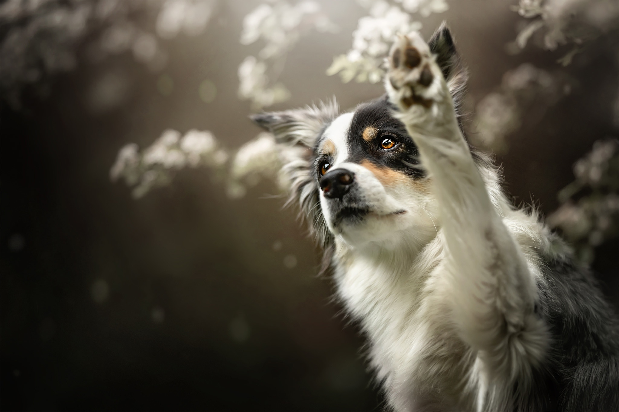 Download Dog Animal Border Collie HD Wallpaper