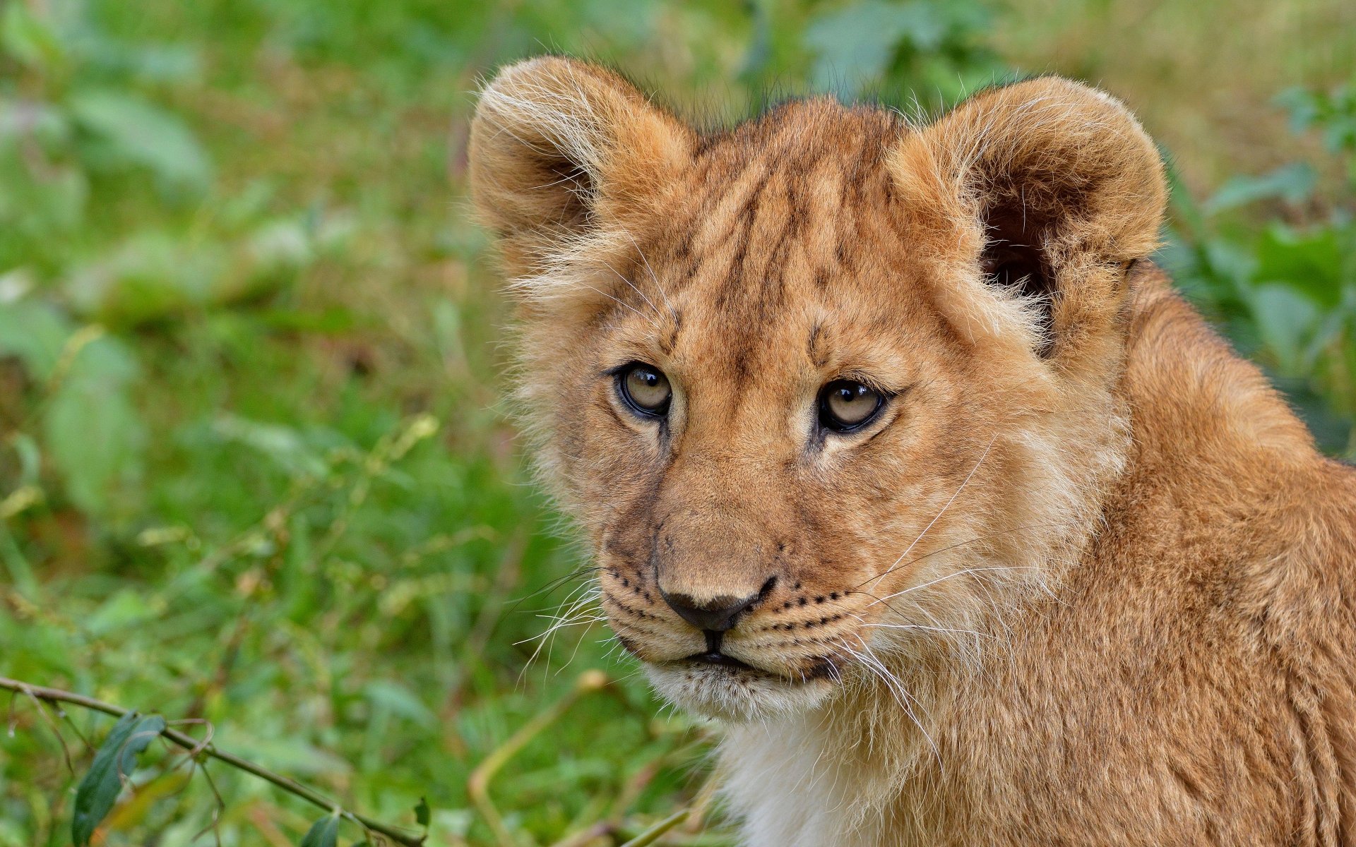 Majestic Lion Cub: 4K Ultra HD Baby Animal Wallpaper