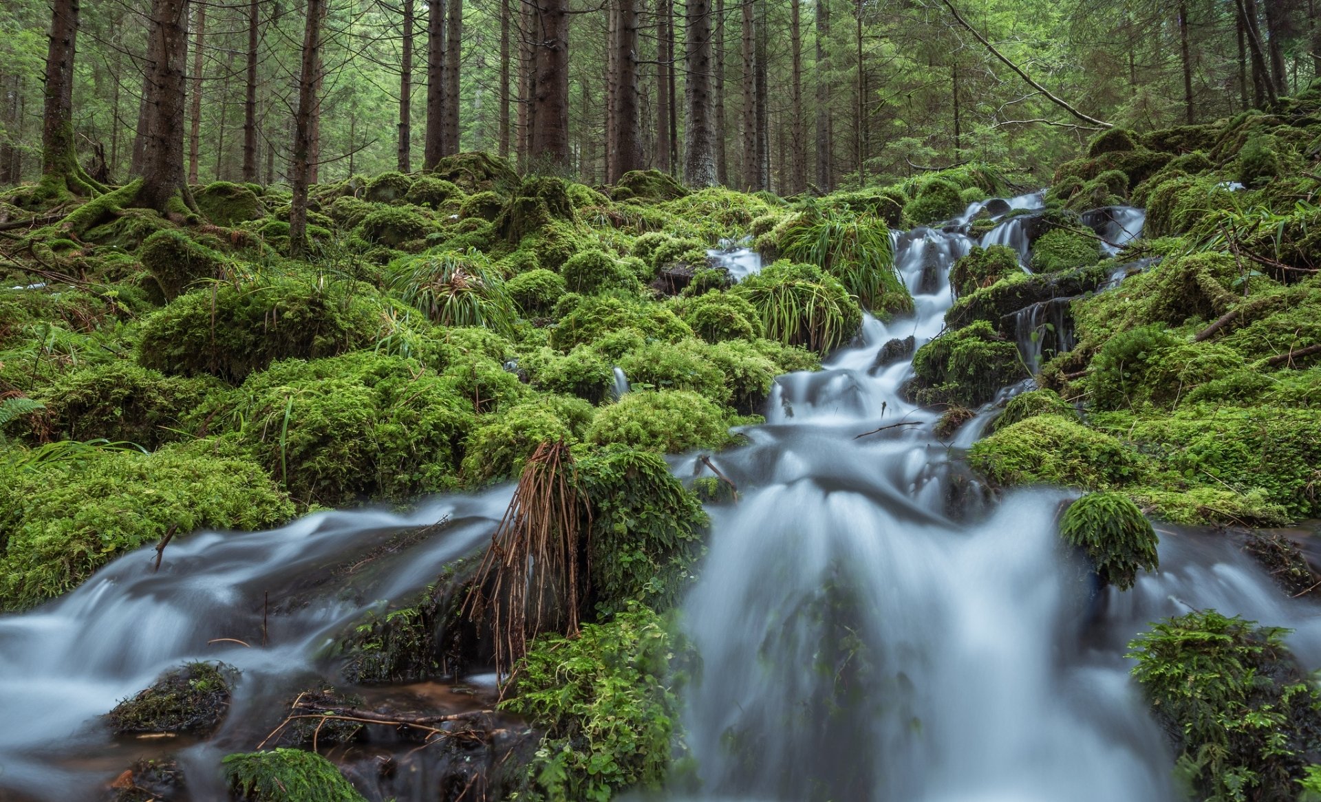 Download Greenery Moss Nature Stream HD Wallpaper