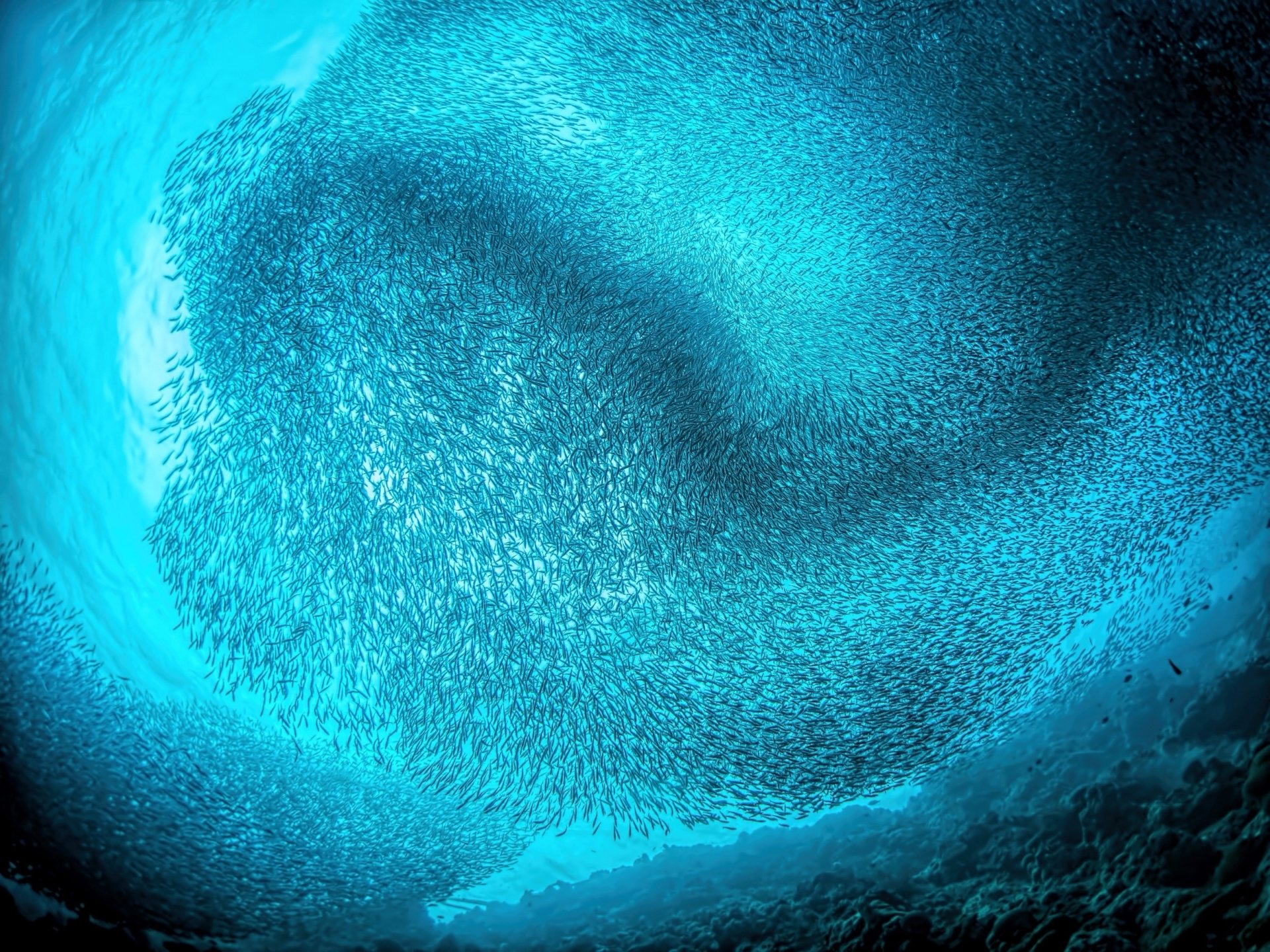 Download Blue Underwater Animal Fish HD Wallpaper
