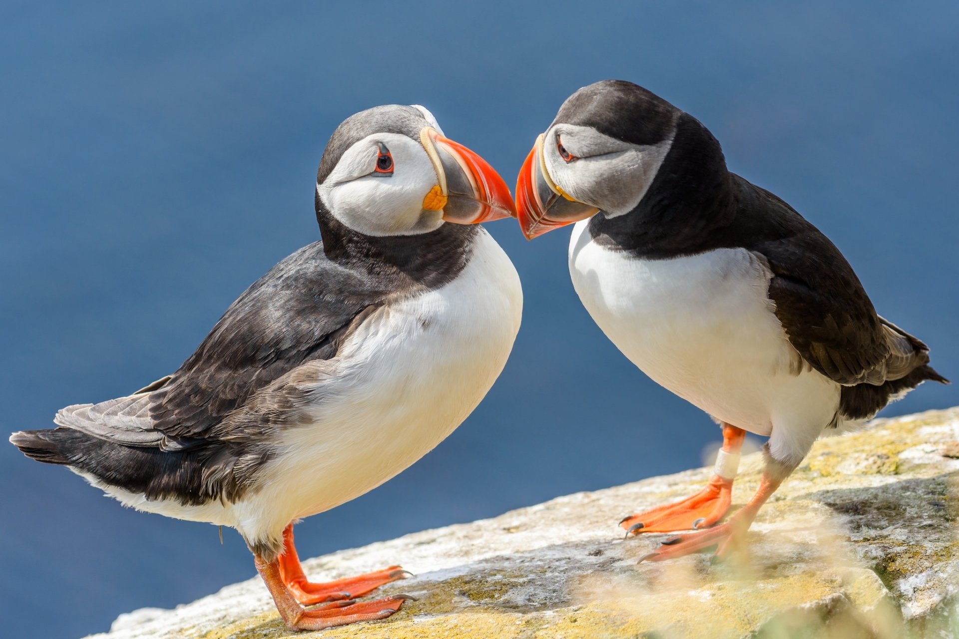 Stunning HD Puffin Pals – Vibrant Birds of the Wild