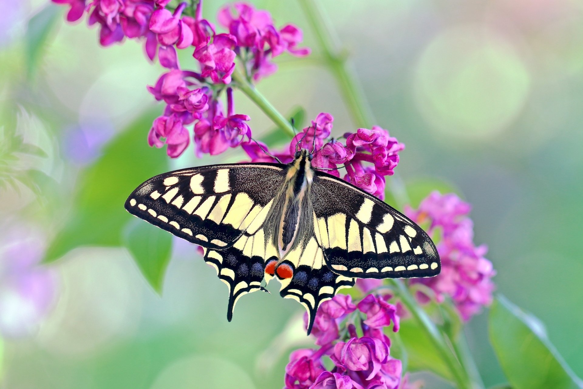 Download Flower Purple Flower Insect Butterfly Animal Swallowtail ...