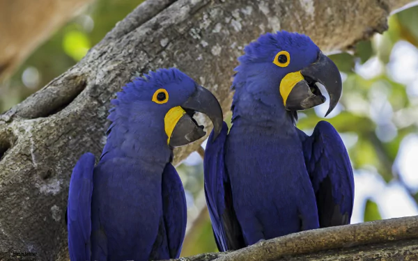 Download Animal Hyacinth Macaw HD Wallpaper