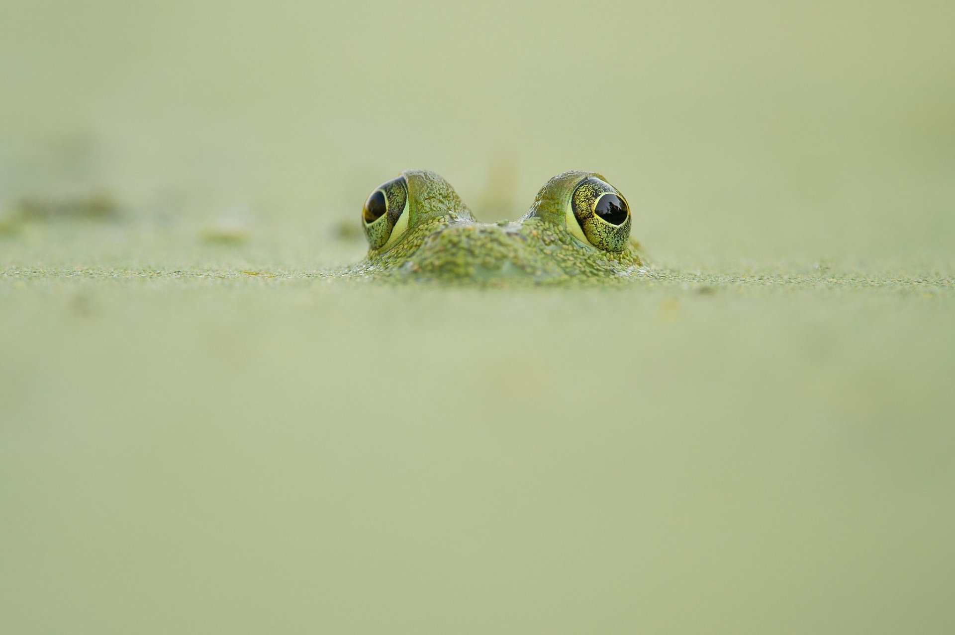Animal Frog HD Wallpaper