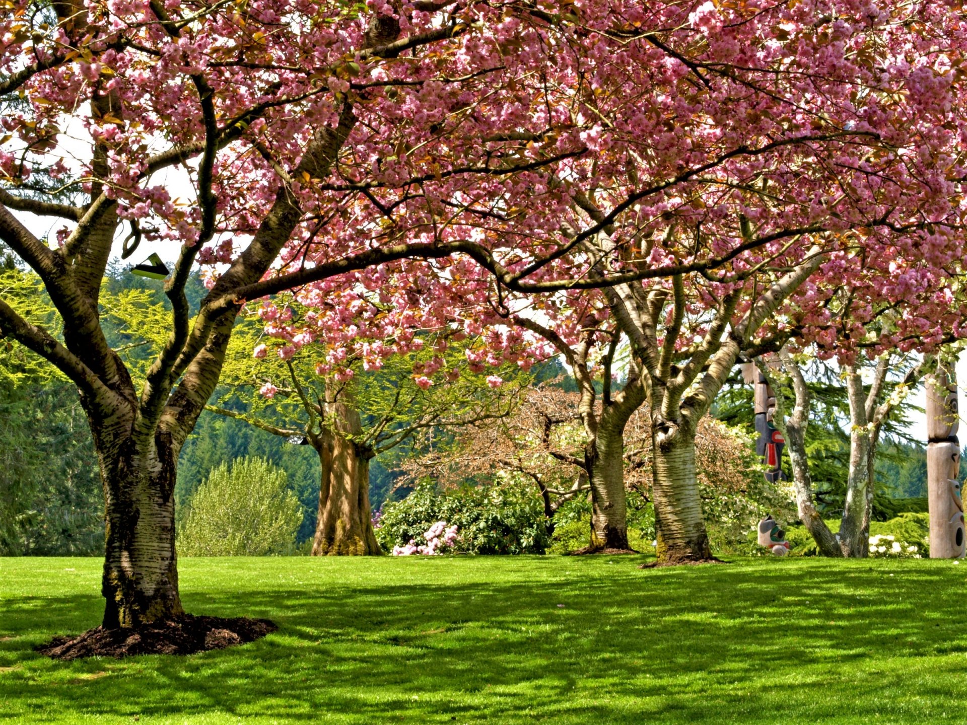 Download Pink Flower Blossom Tree Park Nature Spring HD Wallpaper