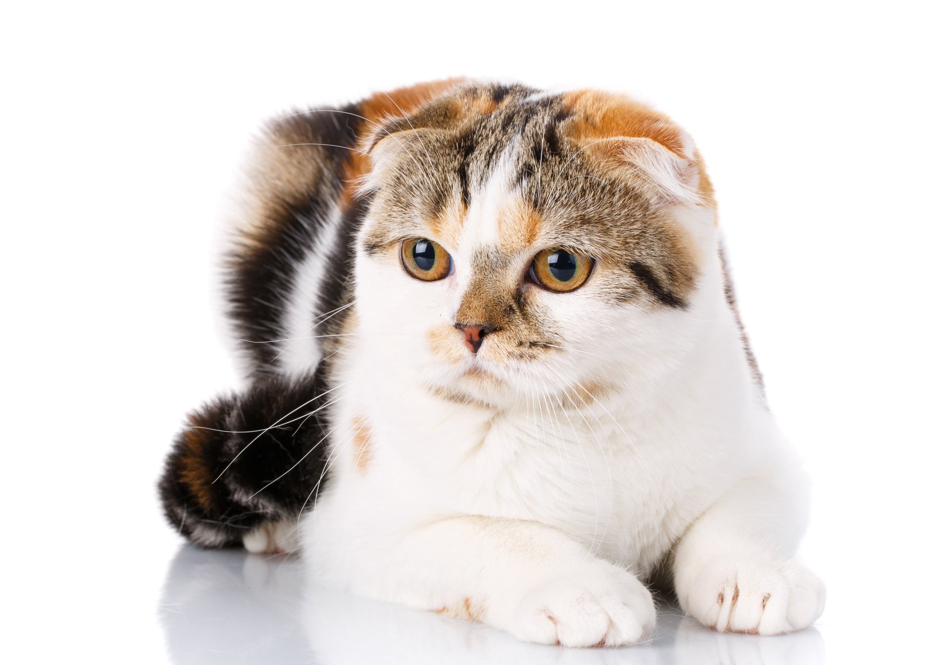 Majestic Scottish Fold Cat – 4K Ultra HD Animal Wallpaper | 4287x3005 ...