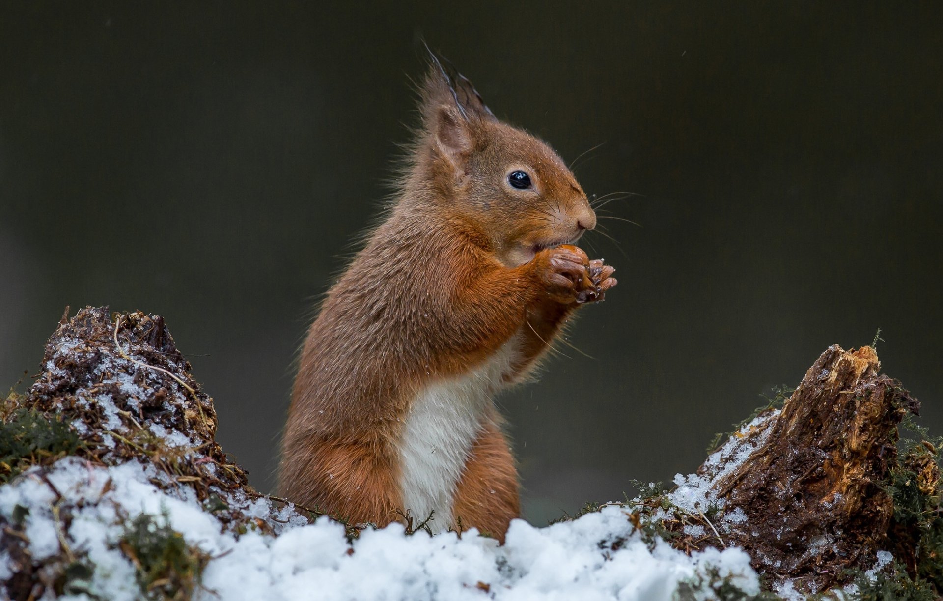 Download Rodent Animal Squirrel HD Wallpaper