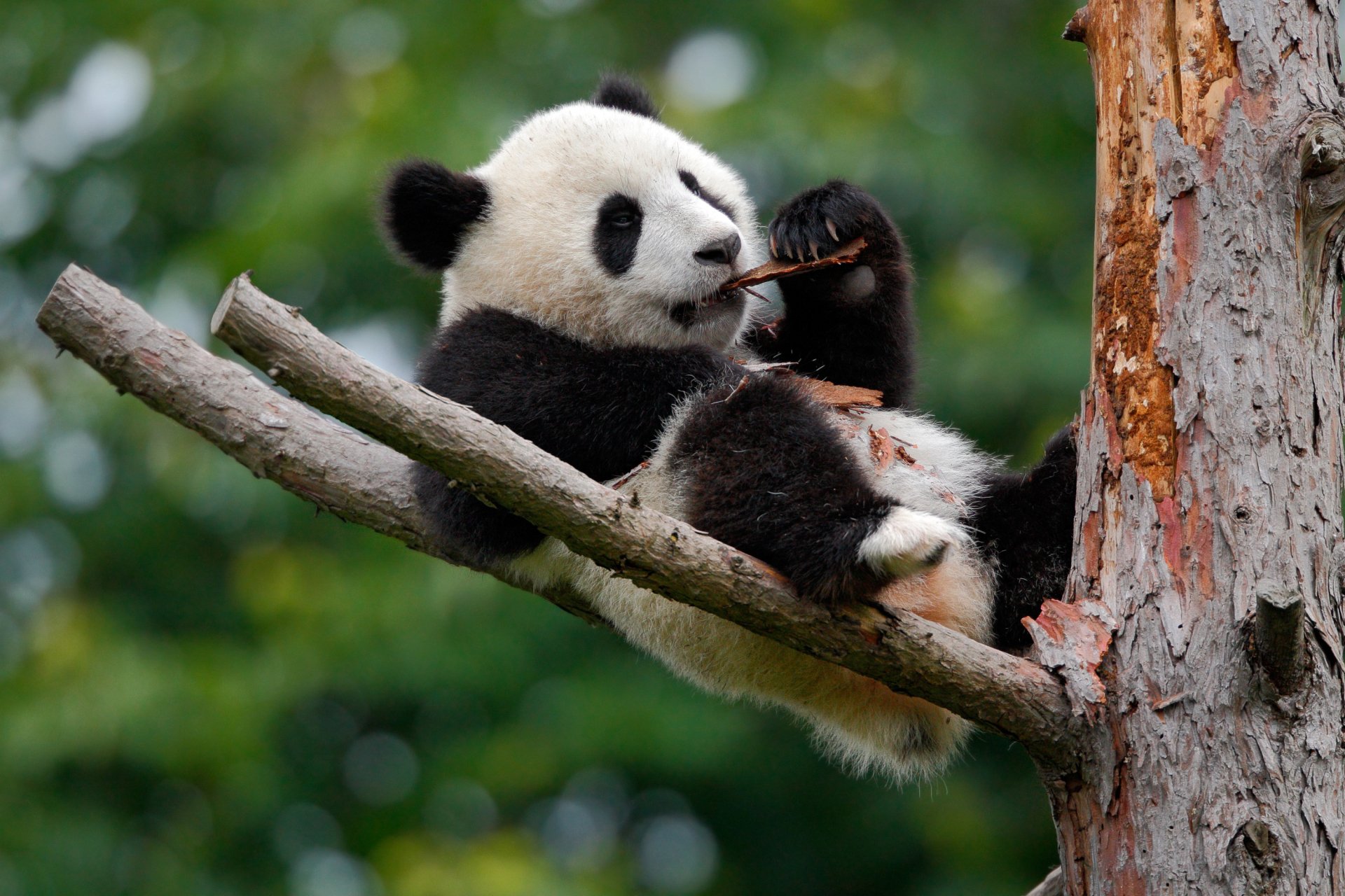 Majestic Panda HD Wallpaper: Nature’s Gentle Giant in Relaxation