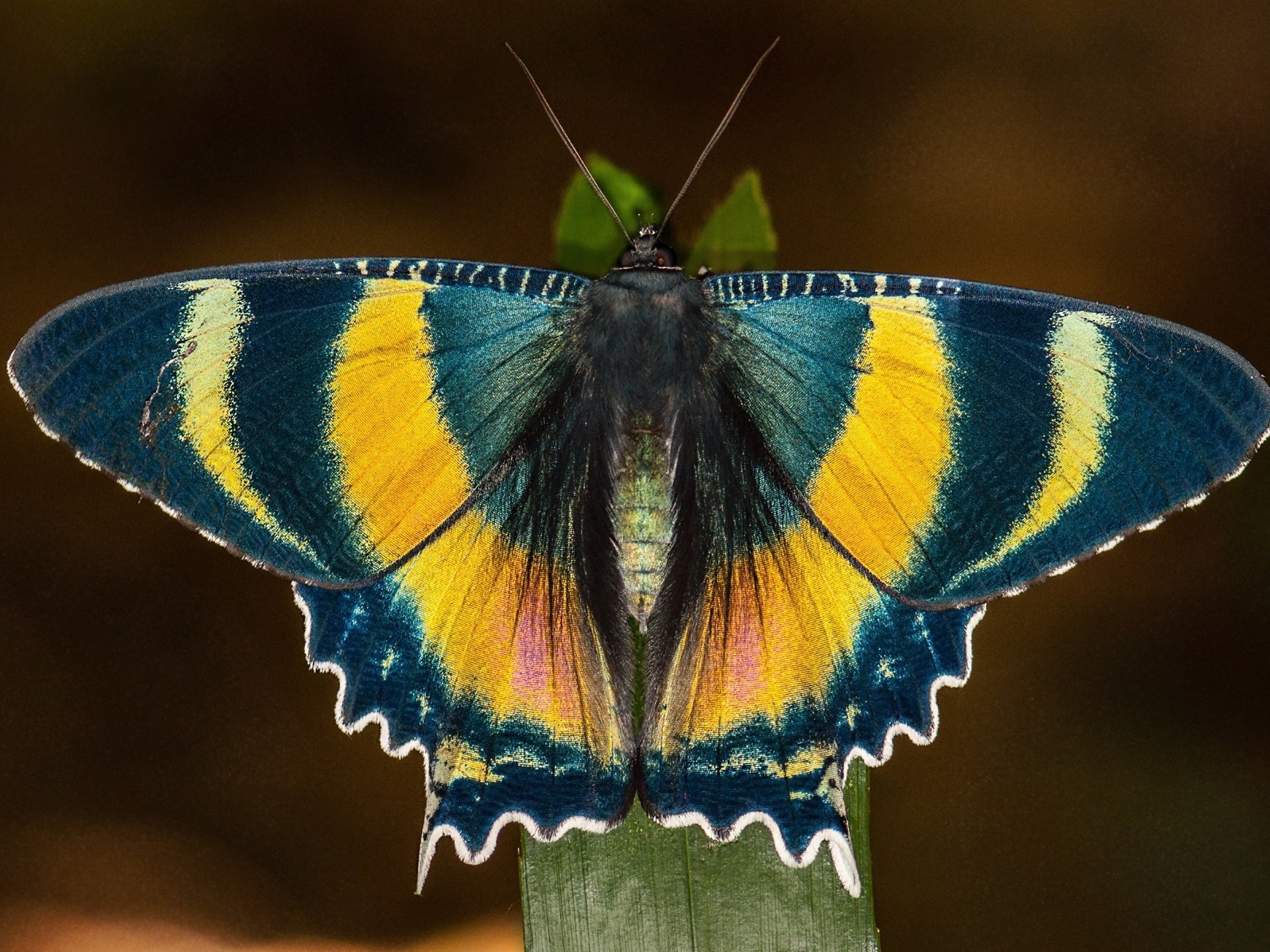 Download Colorful Animal Butterfly HD Wallpaper | 1920x1440 | Wallpaper ...