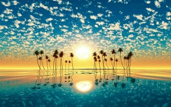 Download Horizon Reflection Palm Tree Tropical Sunset Sun Nature PFP