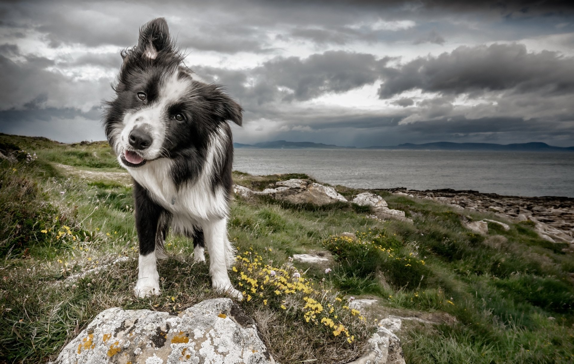 Animal Border Collie HD Wallpaper