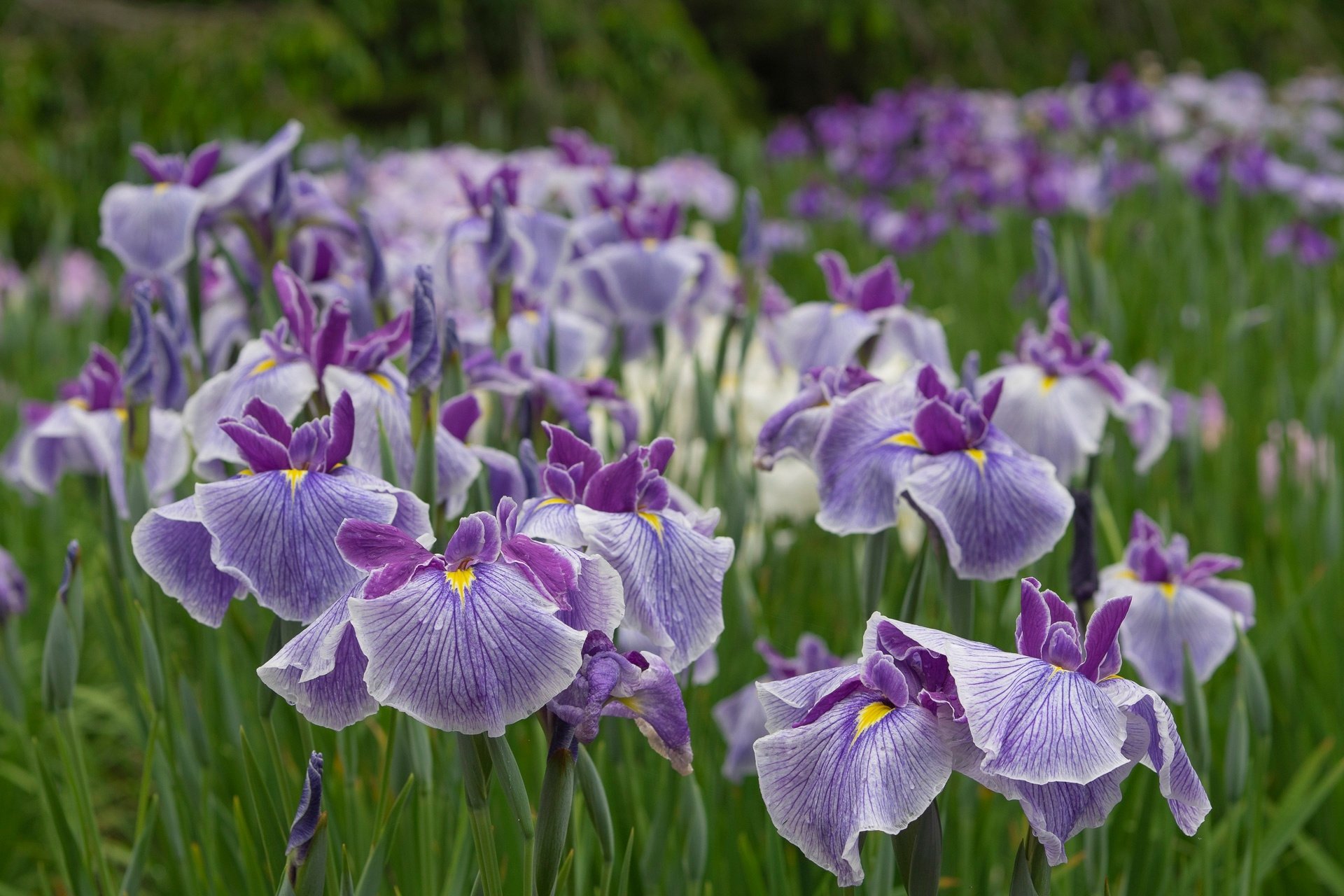 Download Purple Flower Flower Nature Iris HD Wallpaper