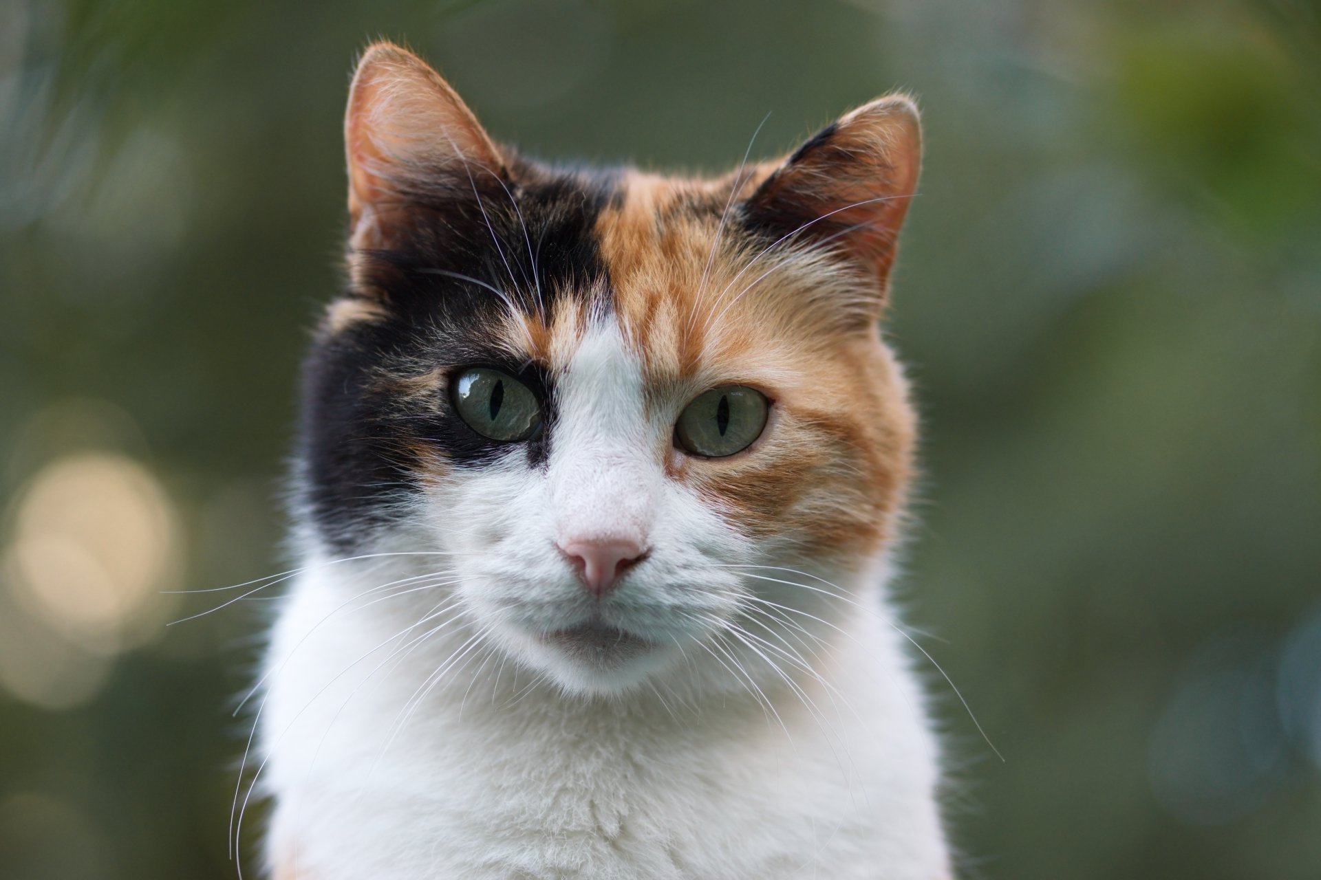 4K Ultra HD Intense Cat Stare Wallpaper | 6000x4000 | Wallpaper Abyss