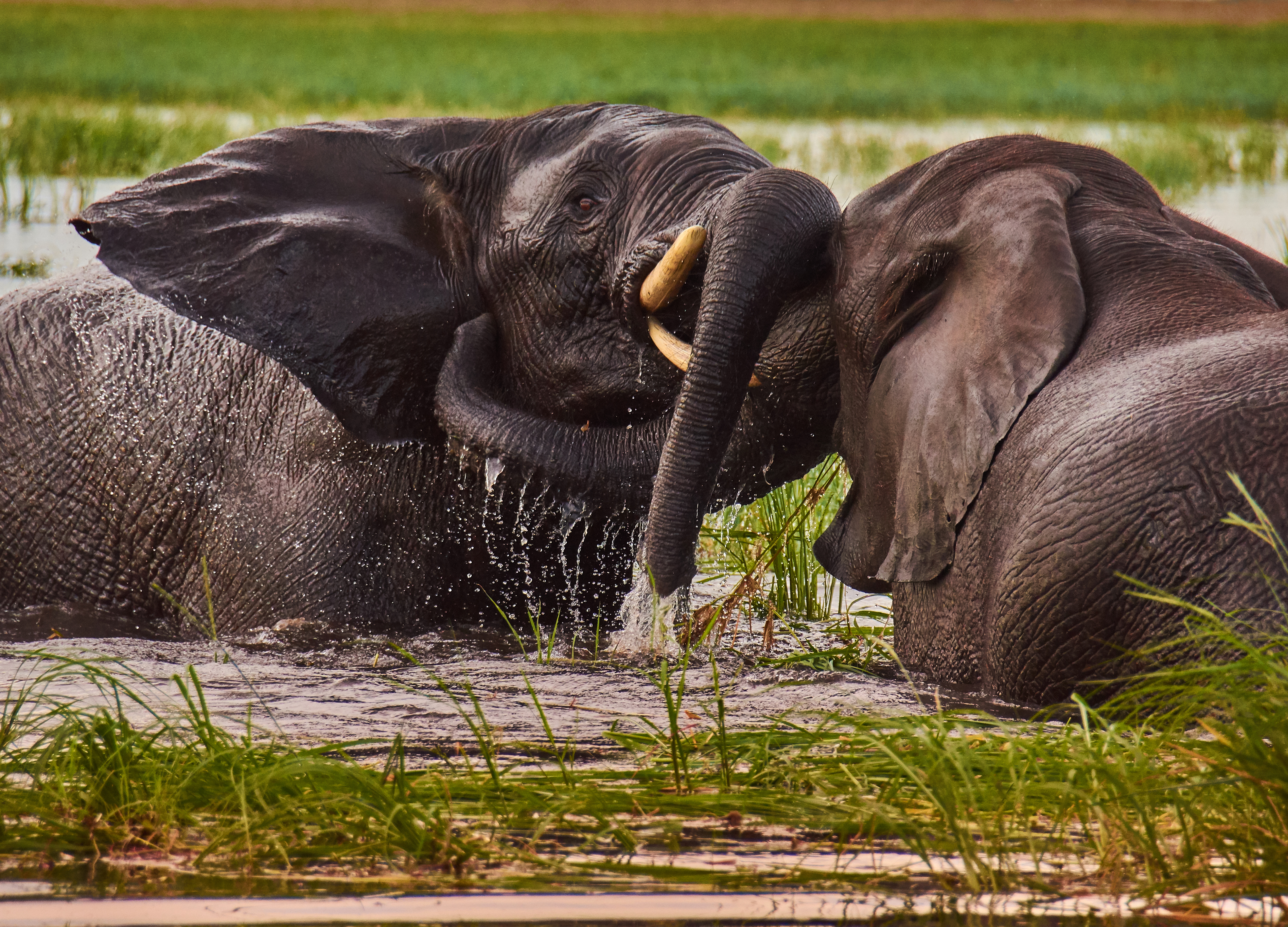 Elephant HD Wallpaper | Background Image | 3200x2305 | ID:930230 ...