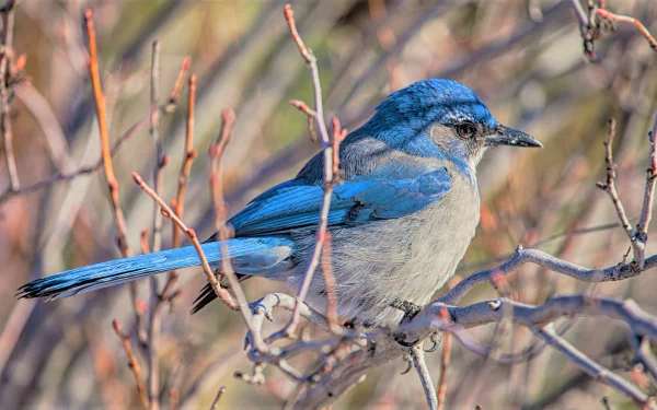 Download Bird Blue Animal Indigo Bunting HD Wallpaper