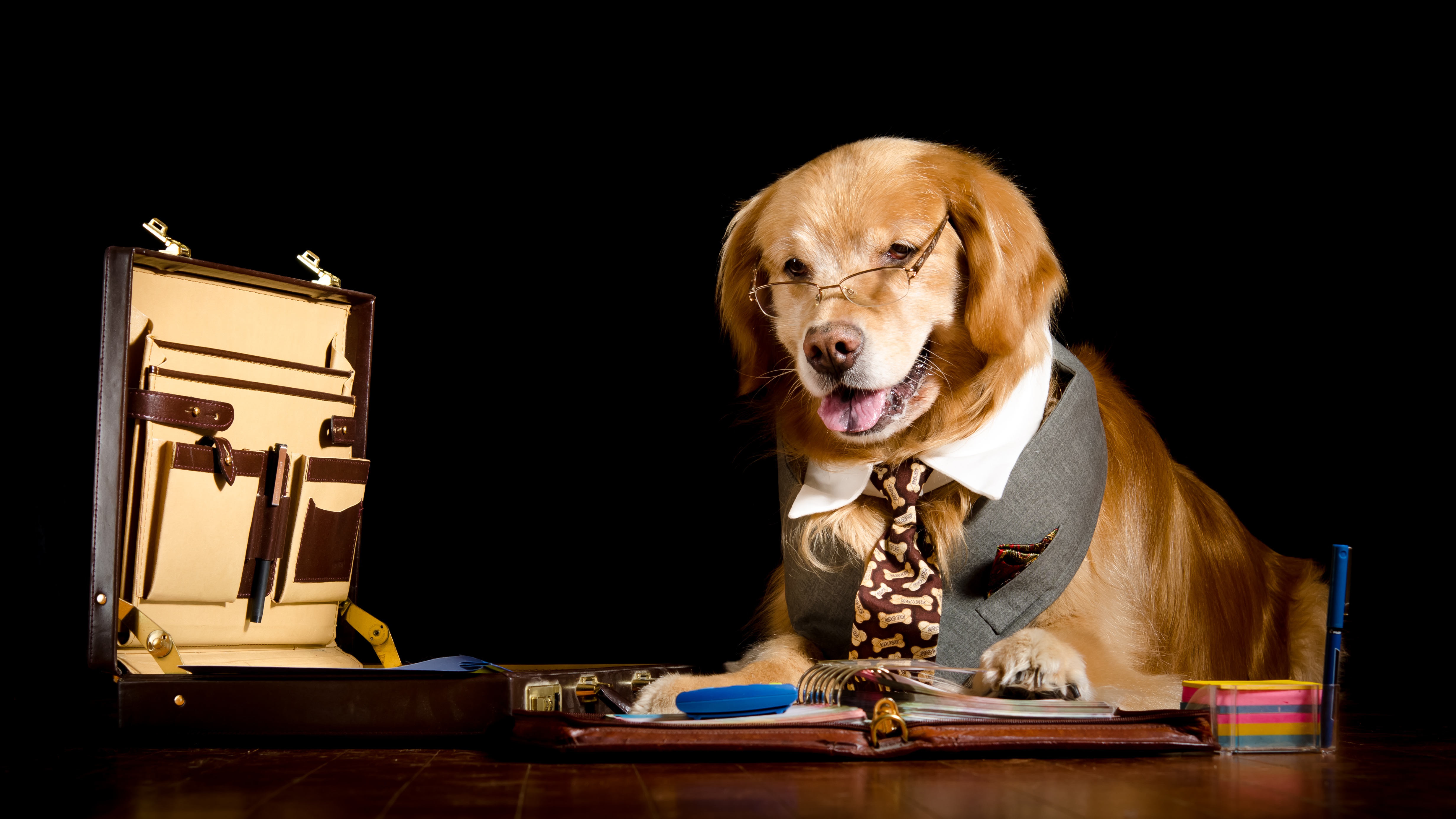 Download Dog Animal Golden Retriever 4k Ultra HD Wallpaper