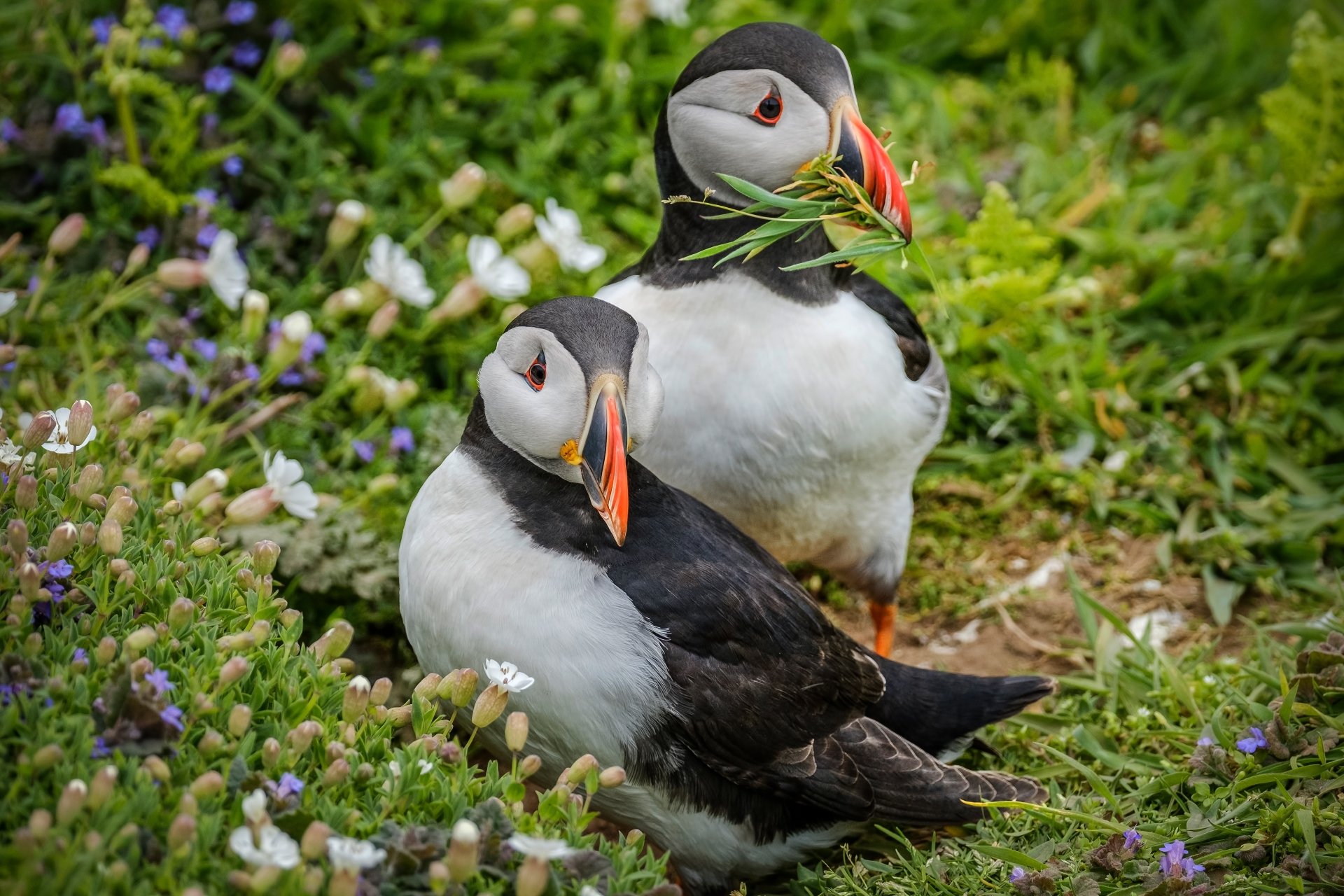 Download Bird Animal Puffin 4k Ultra HD Wallpaper | 3840x2560 ...