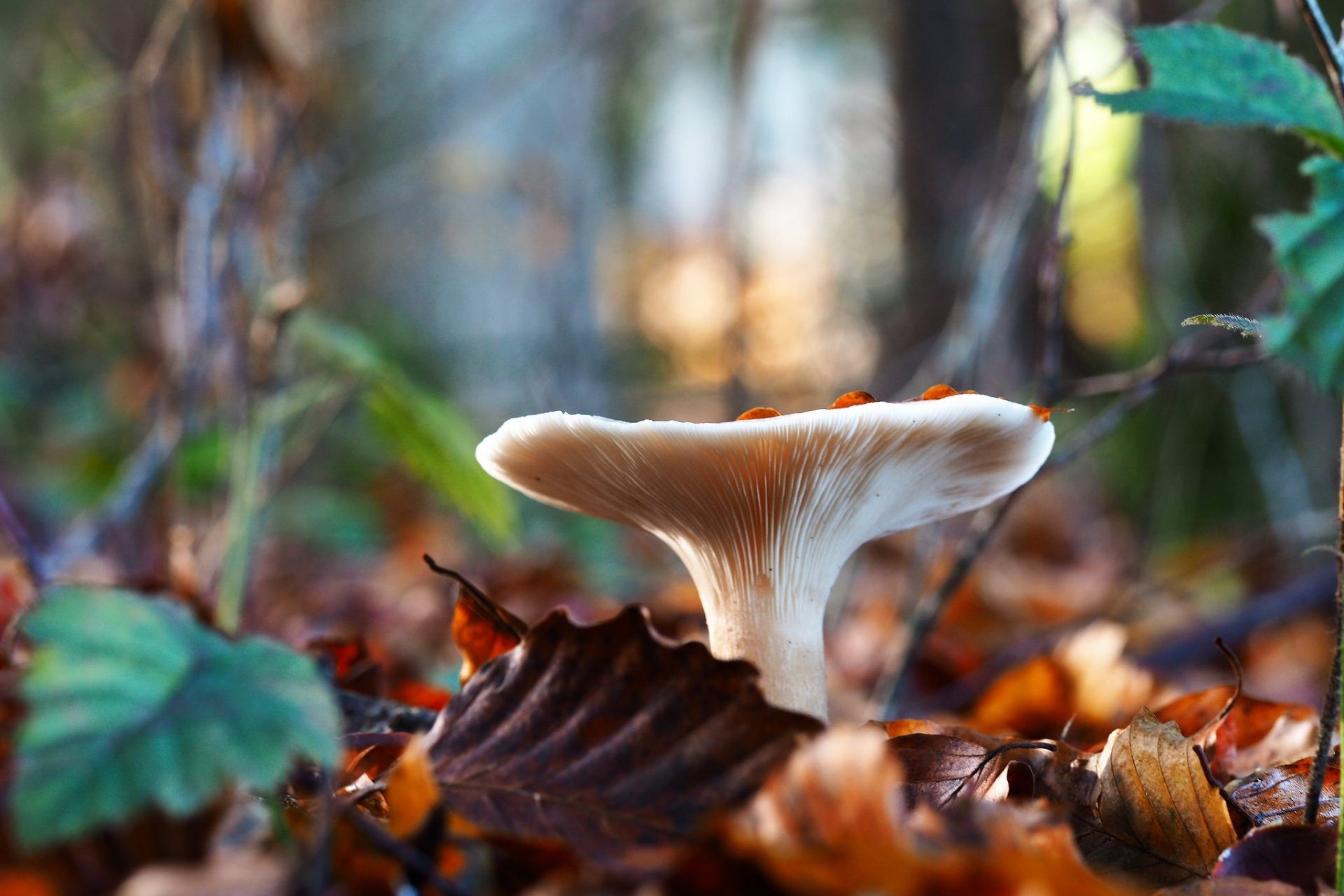 Download Leaf Macro Fall Nature Mushroom HD Wallpaper | 2048x1365 ...