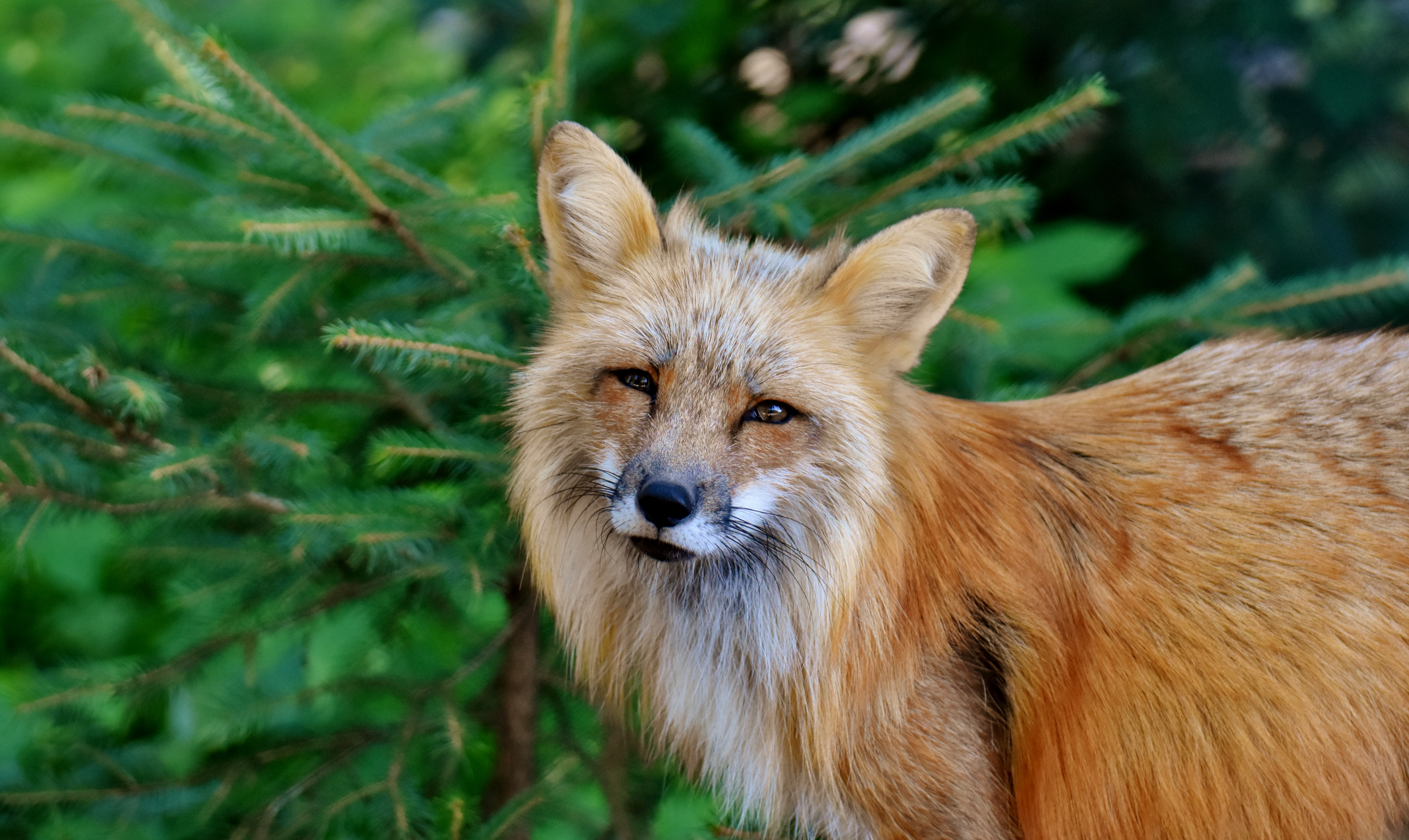 Download Stare Animal Fox 4k Ultra HD Wallpaper