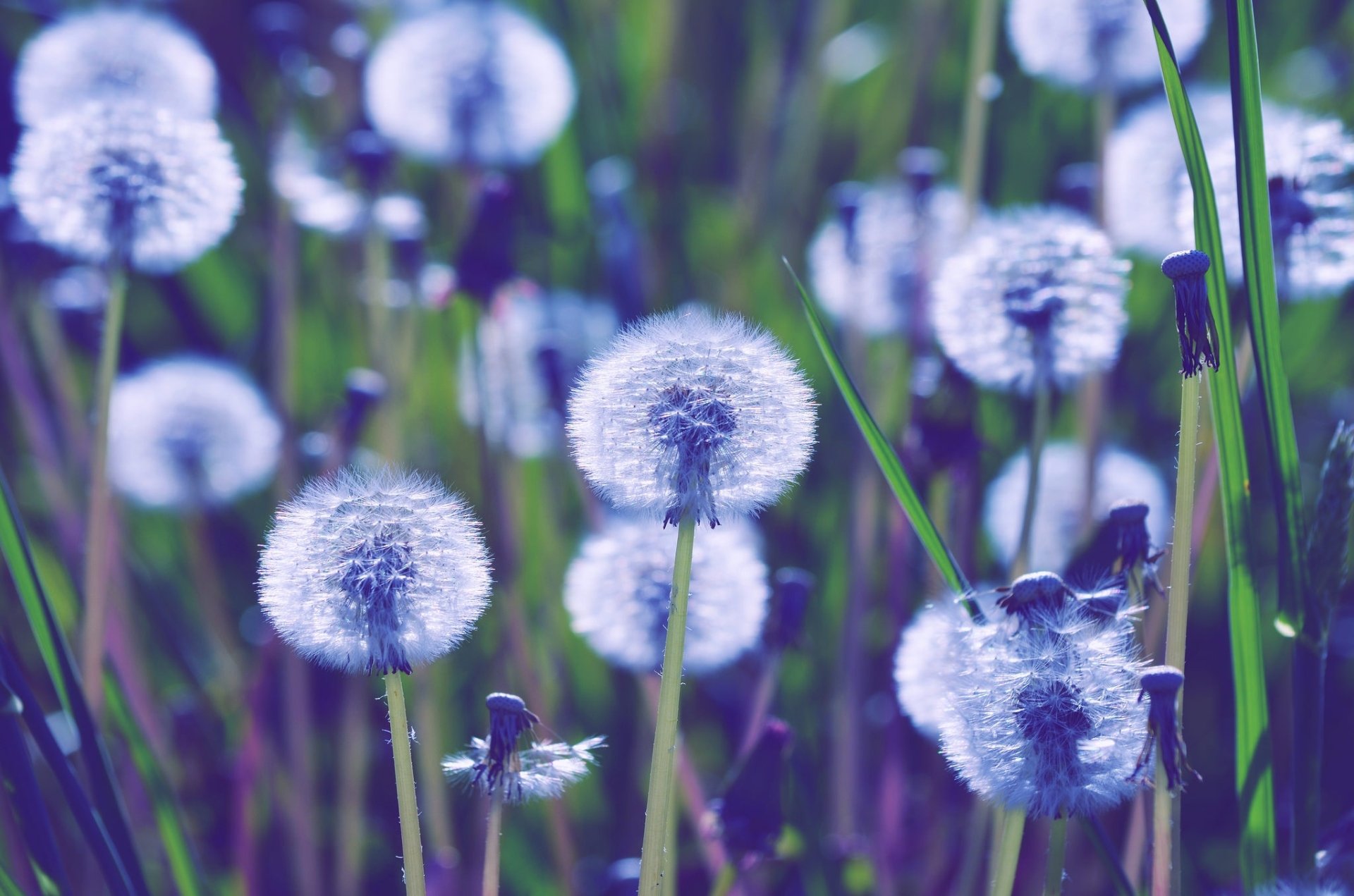 Download Close-up Nature Dandelion HD Wallpaper
