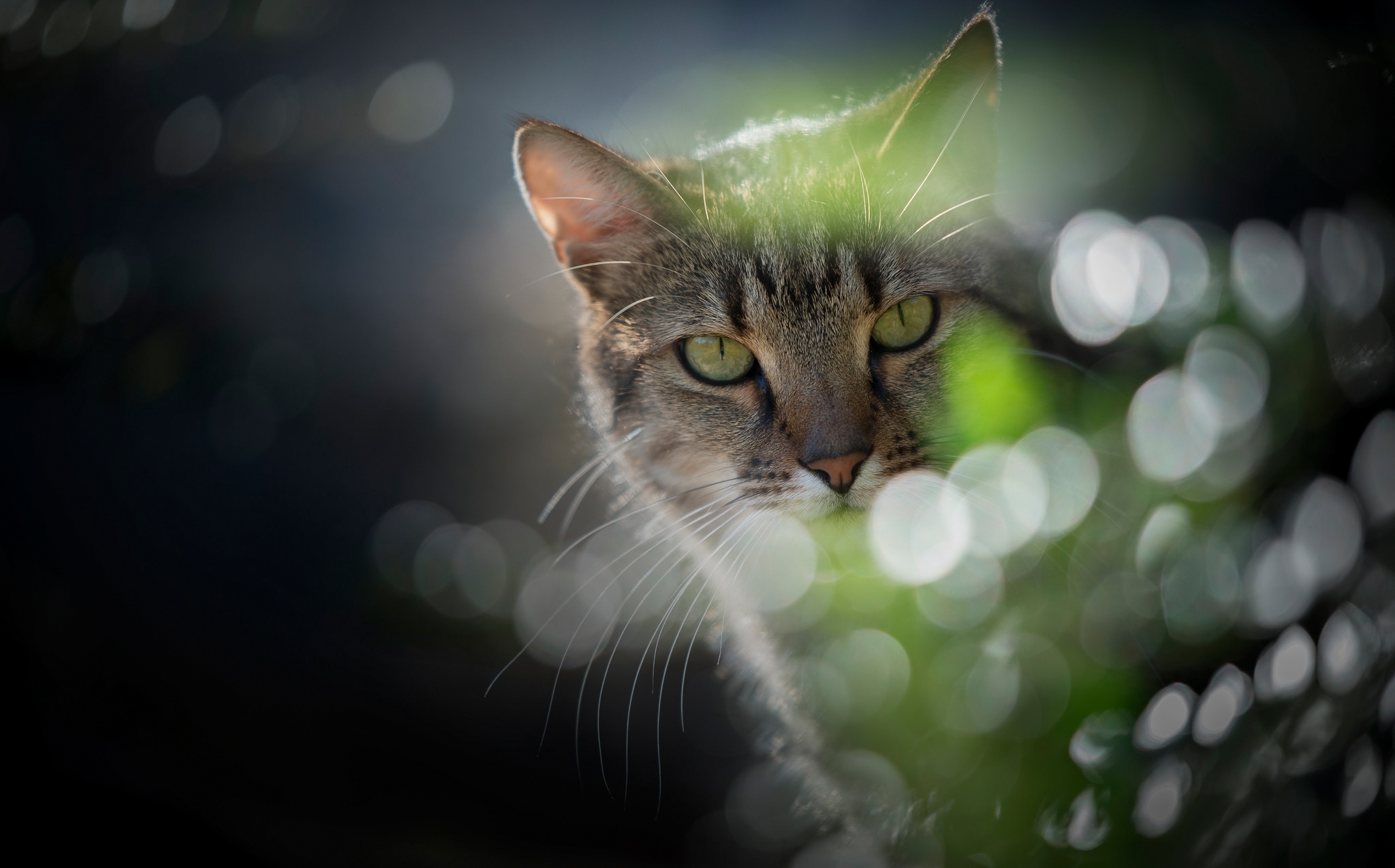 Download Bokeh Stare Animal Cat HD Wallpaper