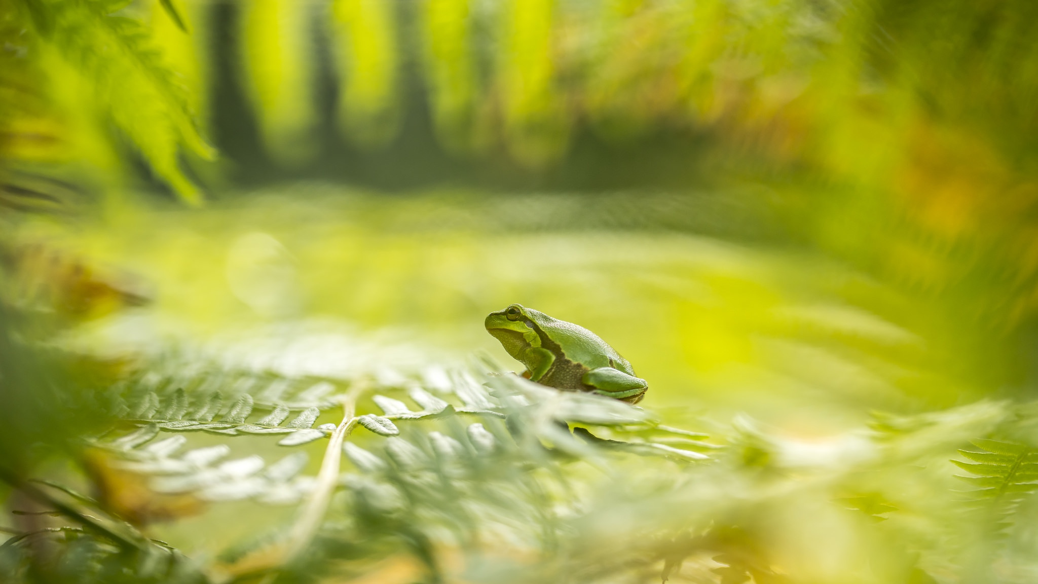 Download Greenery Amphibian Animal Frog HD Wallpaper
