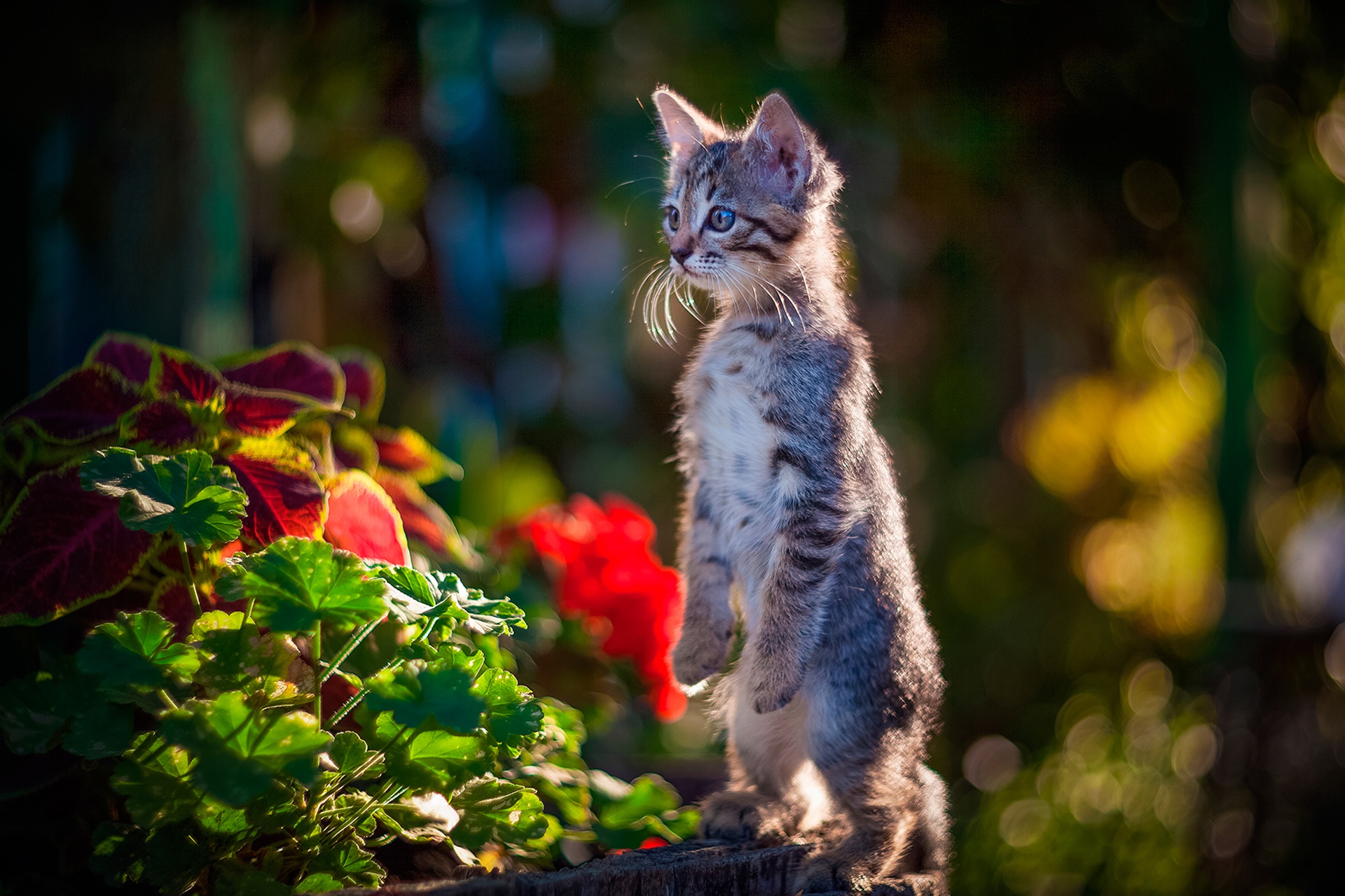 Majestic Kitten in Bokeh Bliss – HDR Baby Cat Wallpaper