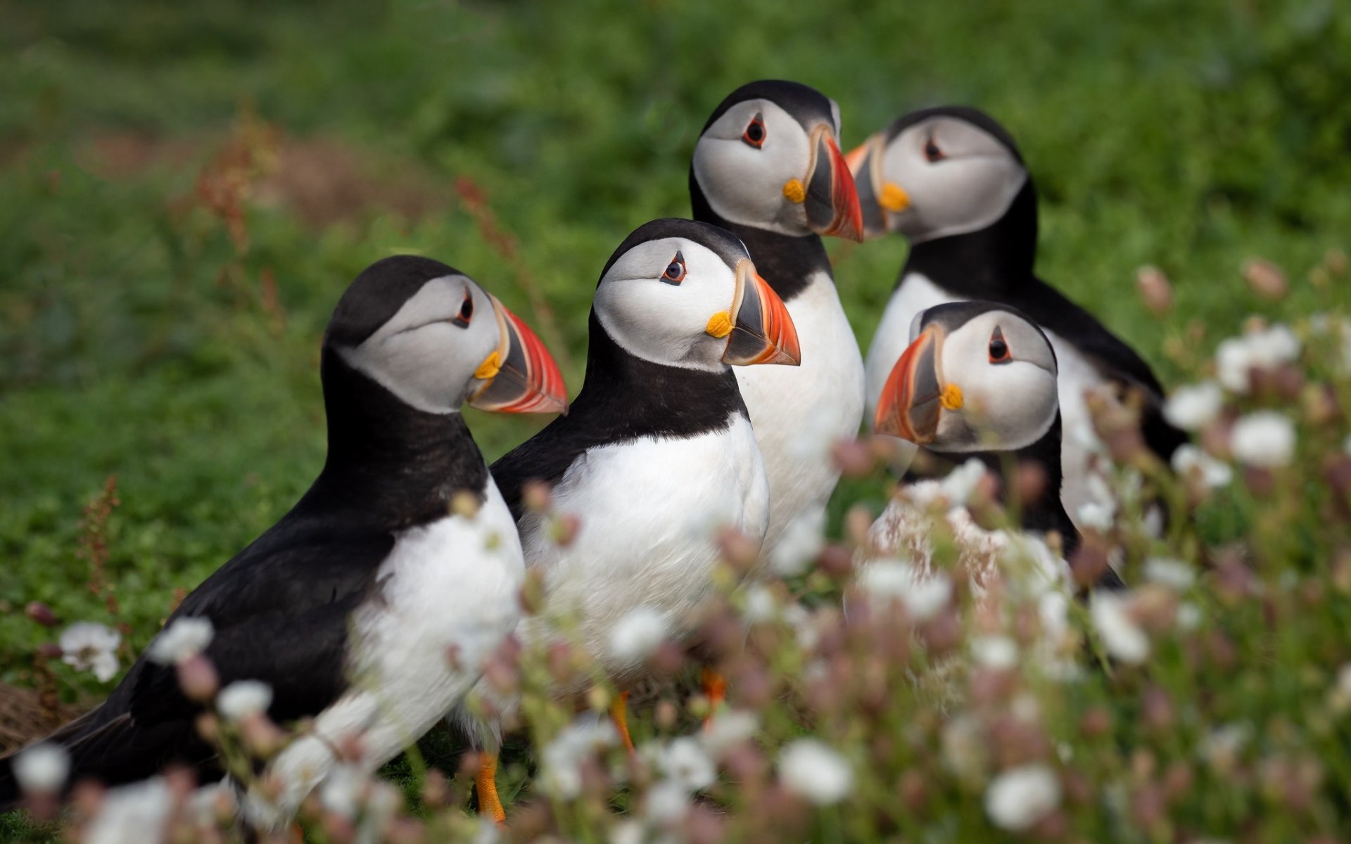 Animal Puffin HD Wallpaper