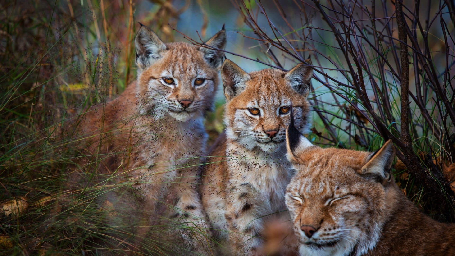 Majestic Lynx Cubs in Stunning 4K Ultra HD Nature Portrait