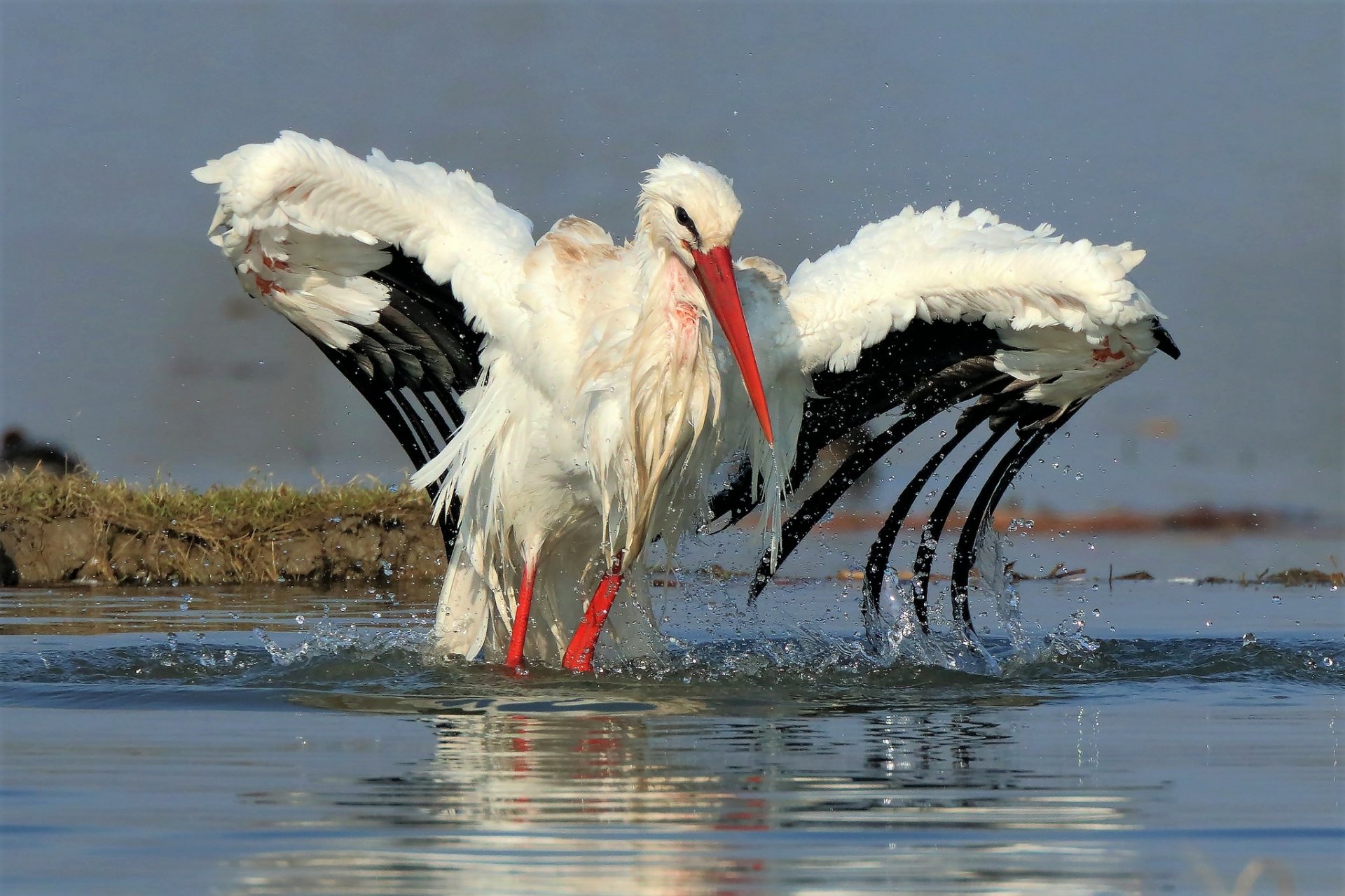 Download Stork Bird Animal White Stork HD Wallpaper